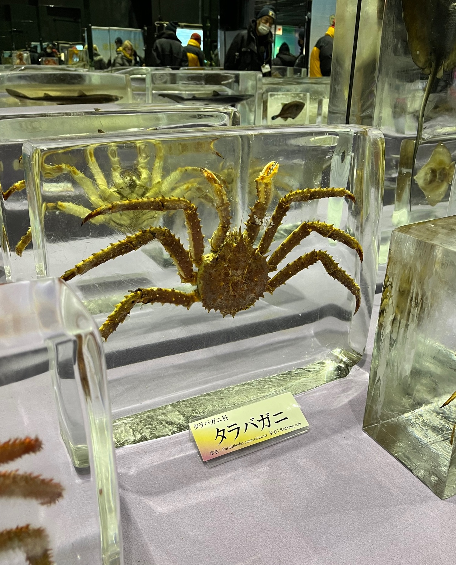 Newport in Japan - oregonlive.com