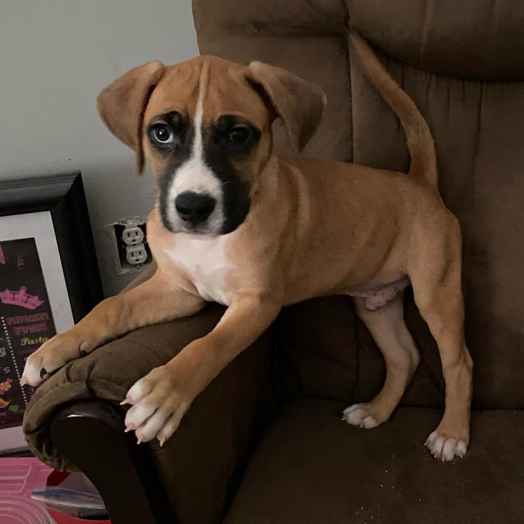 National Dog Day is here. These adoptable pets are looking for love ...