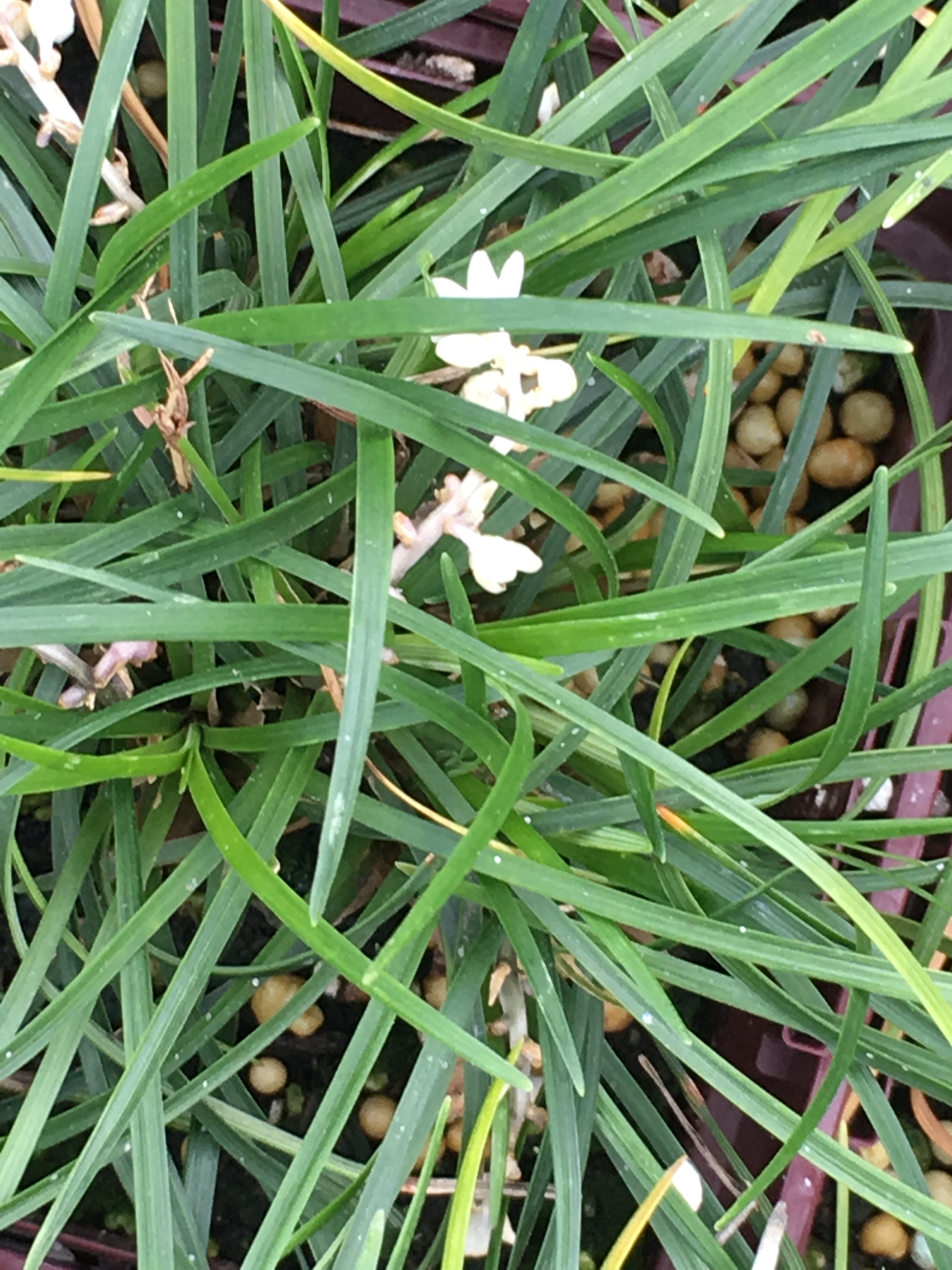 Lawn substitutes - oregonlive.com