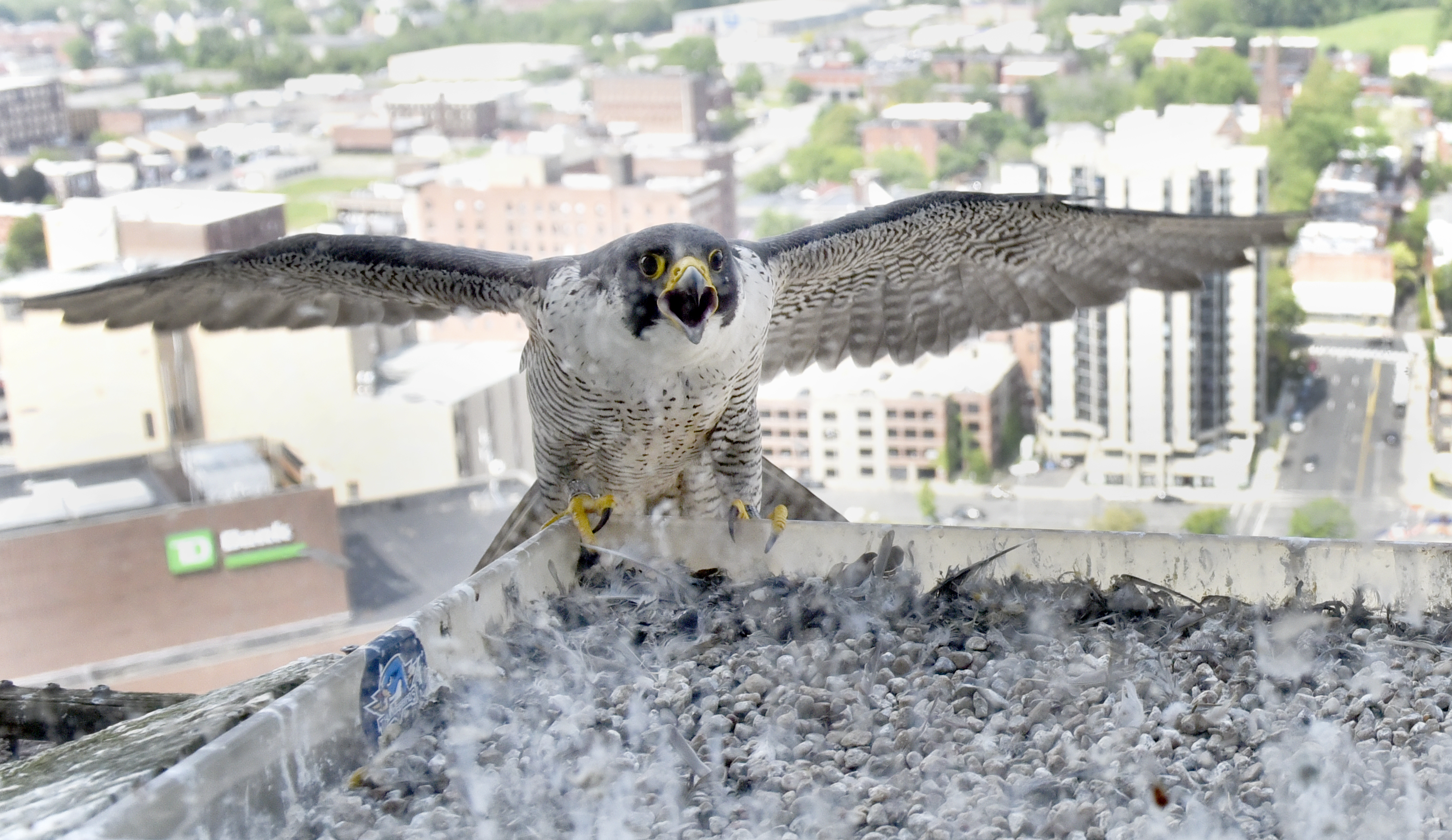 MassWildlife biologists place indentification bands on Springfield ...