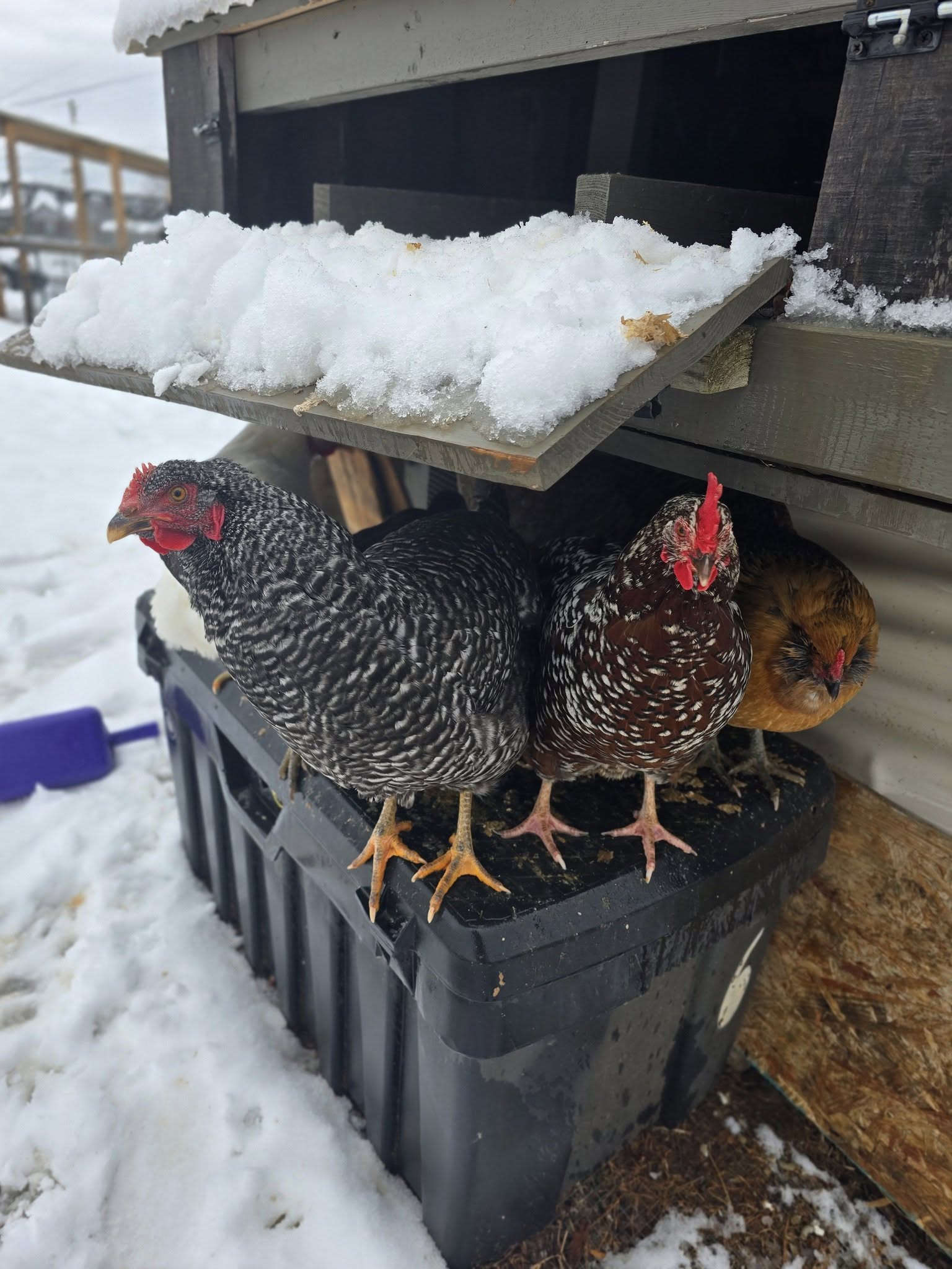 Chickens and snow in Alabama - al.com