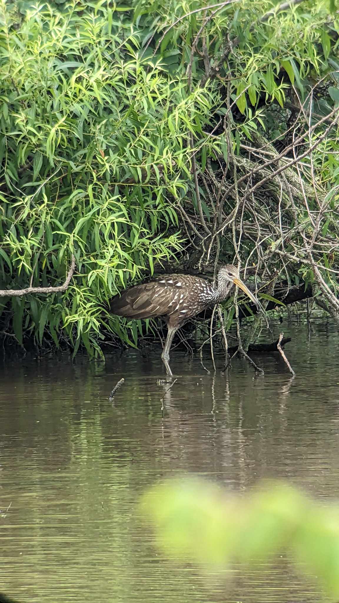 Limpkin spotted in Lancaster County - pennlive.com