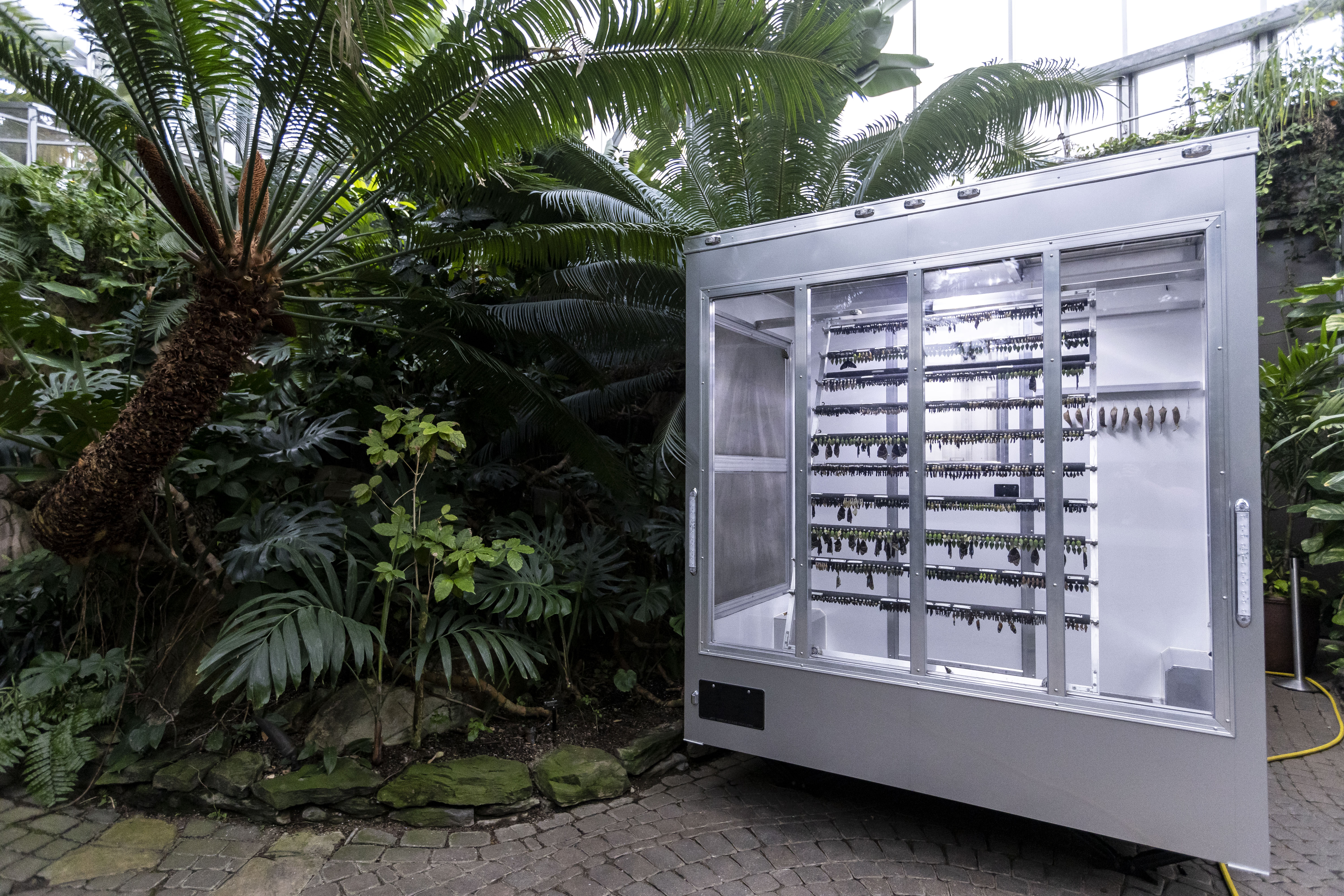 Thousands of tropical butterflies unveil elegance, beauty at Meijer ...