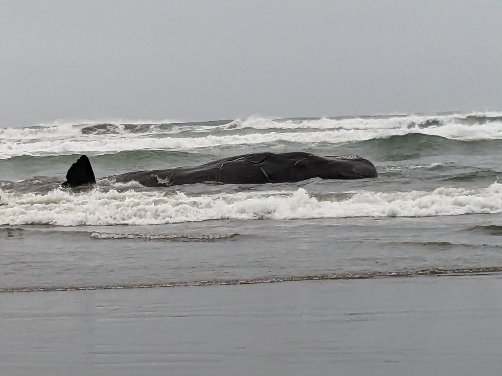 Dying whales beached near Florence, Oregon in 1979 - oregonlive.com