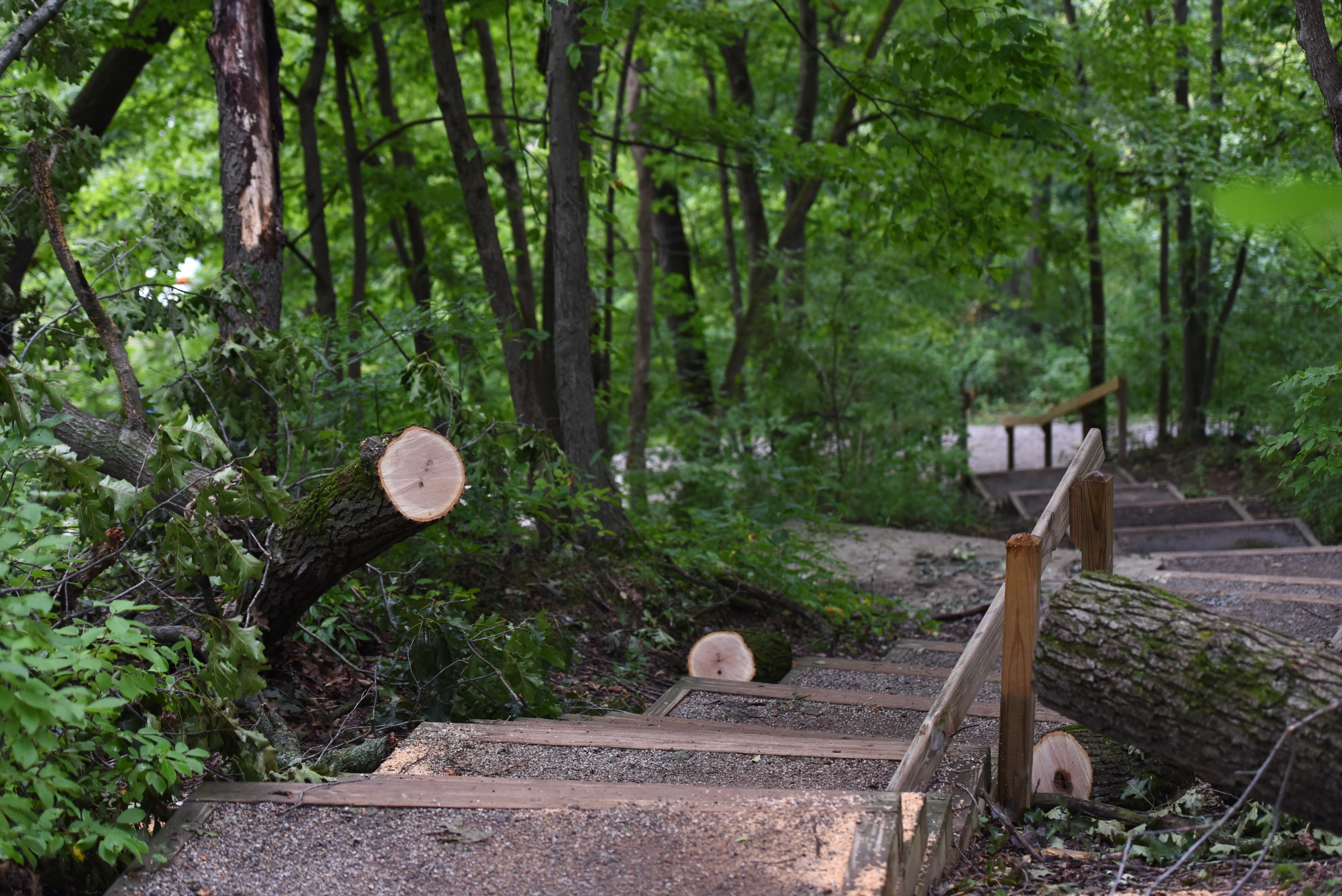 Storm topples trees in Nichols Arboretum in Ann Arbor - mlive.com