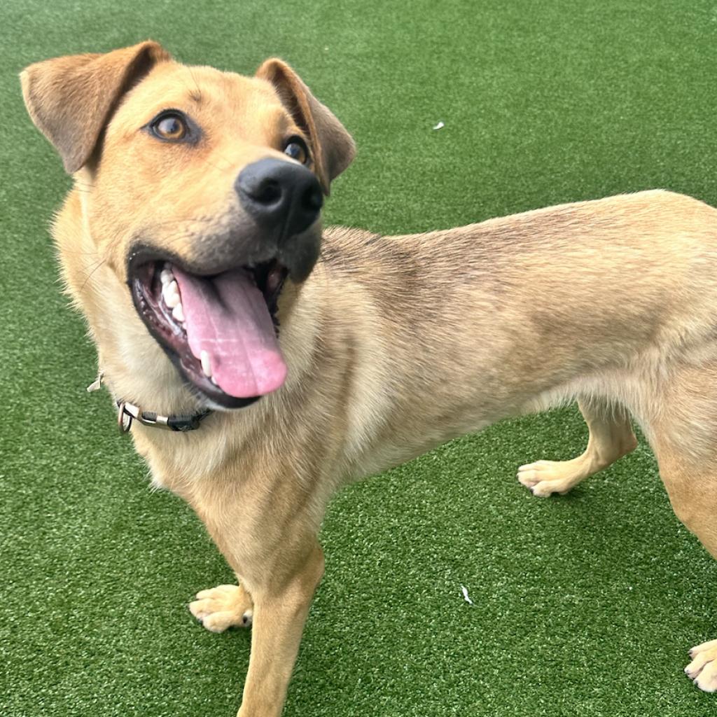 Are you planning a vacation? These adoptable pets make great travel ...