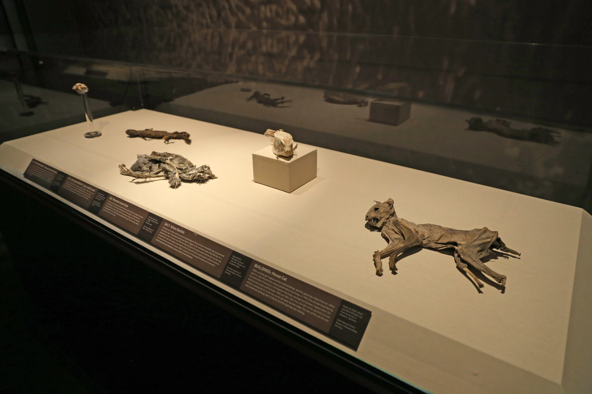 Mummies of the World on display at the Corner Gallery - cleveland.com