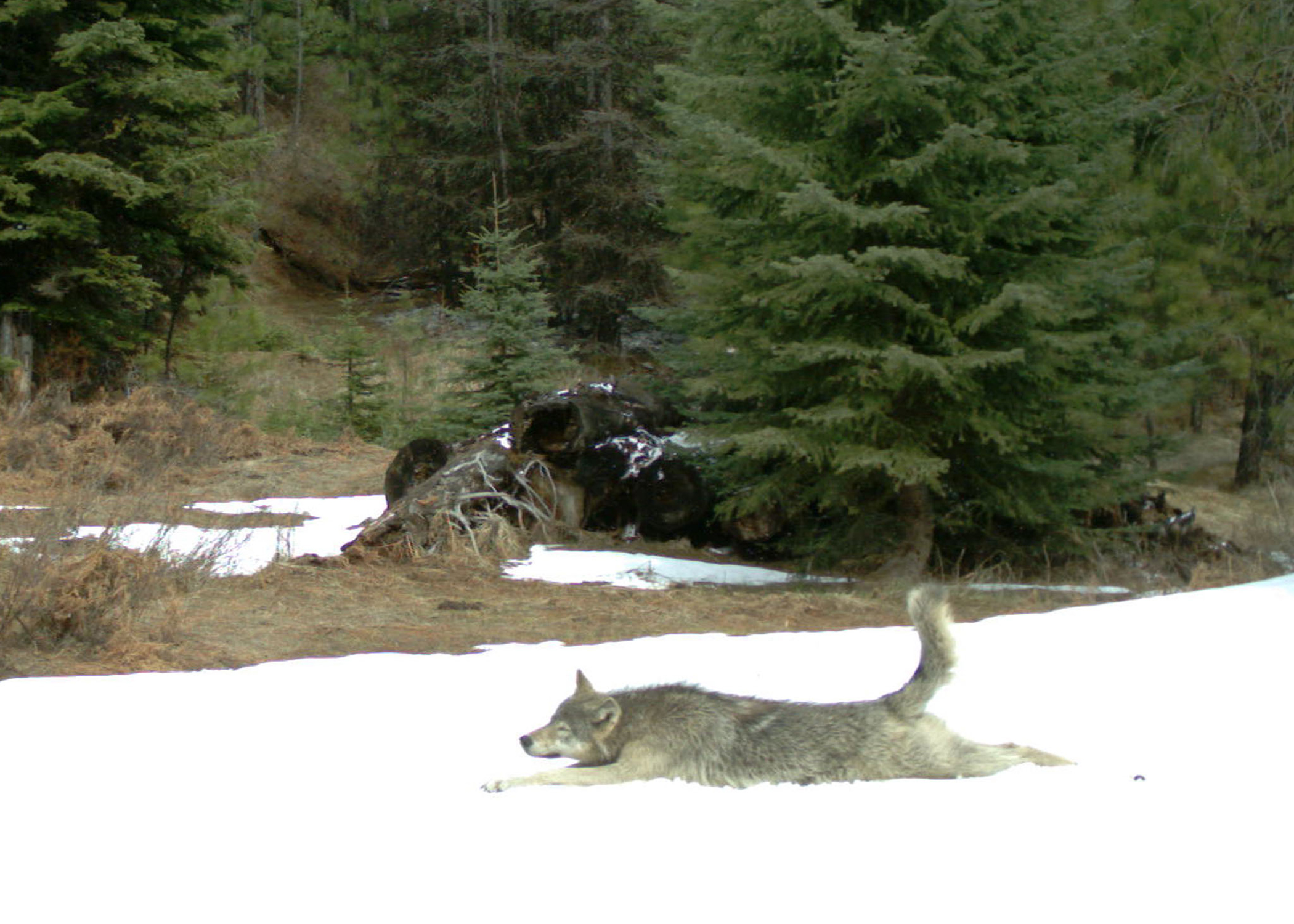 Wolves in Oregon - oregonlive.com