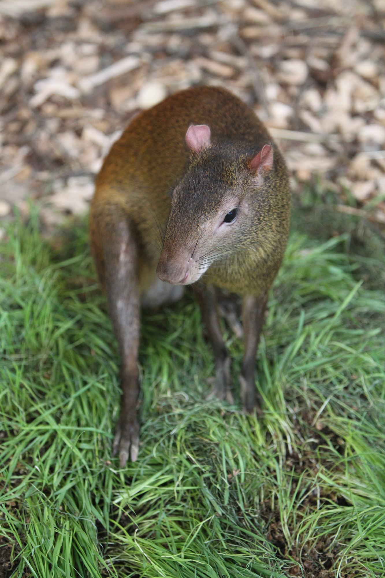RainForest at Cleveland Zoo reopens - cleveland.com