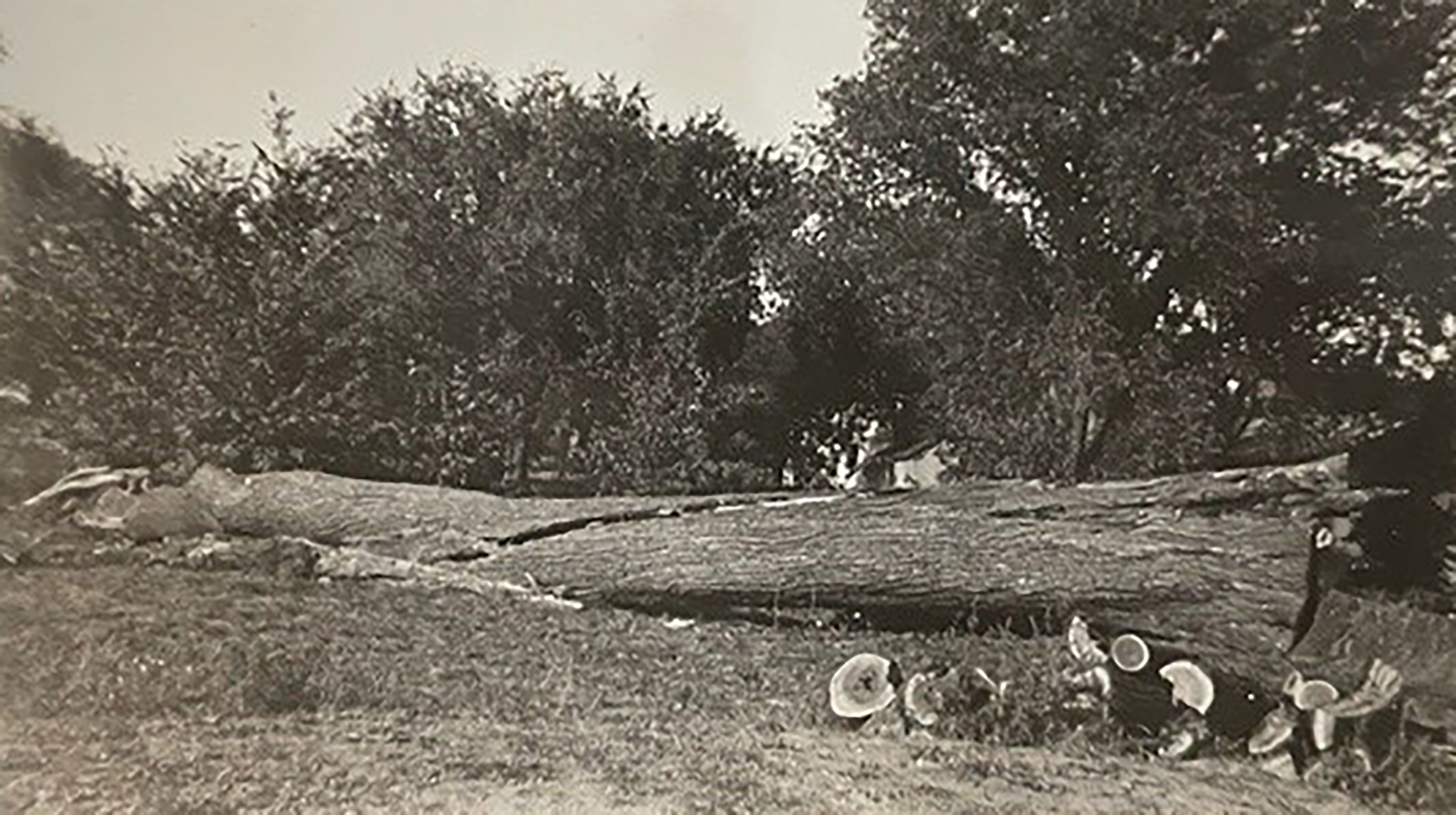 Jordan's "Cannonball Tree" - syracuse.com
