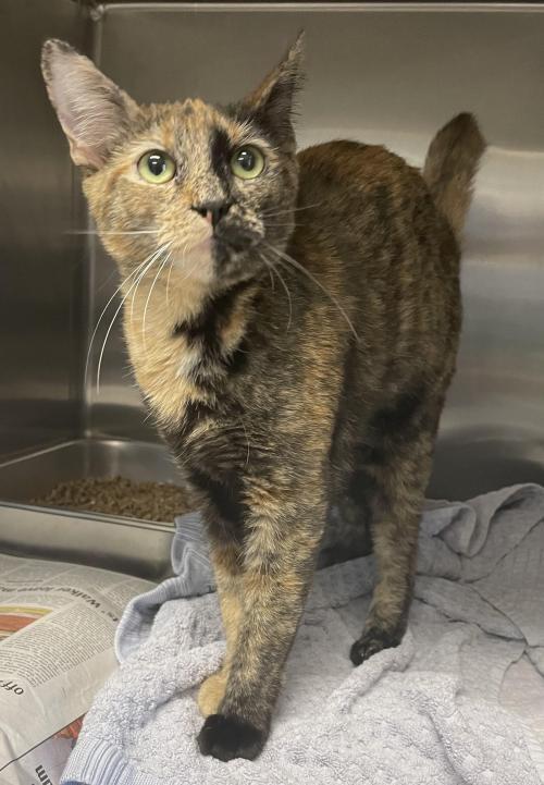 N.J. pets in need: Aug. 9, 2021 - nj.com