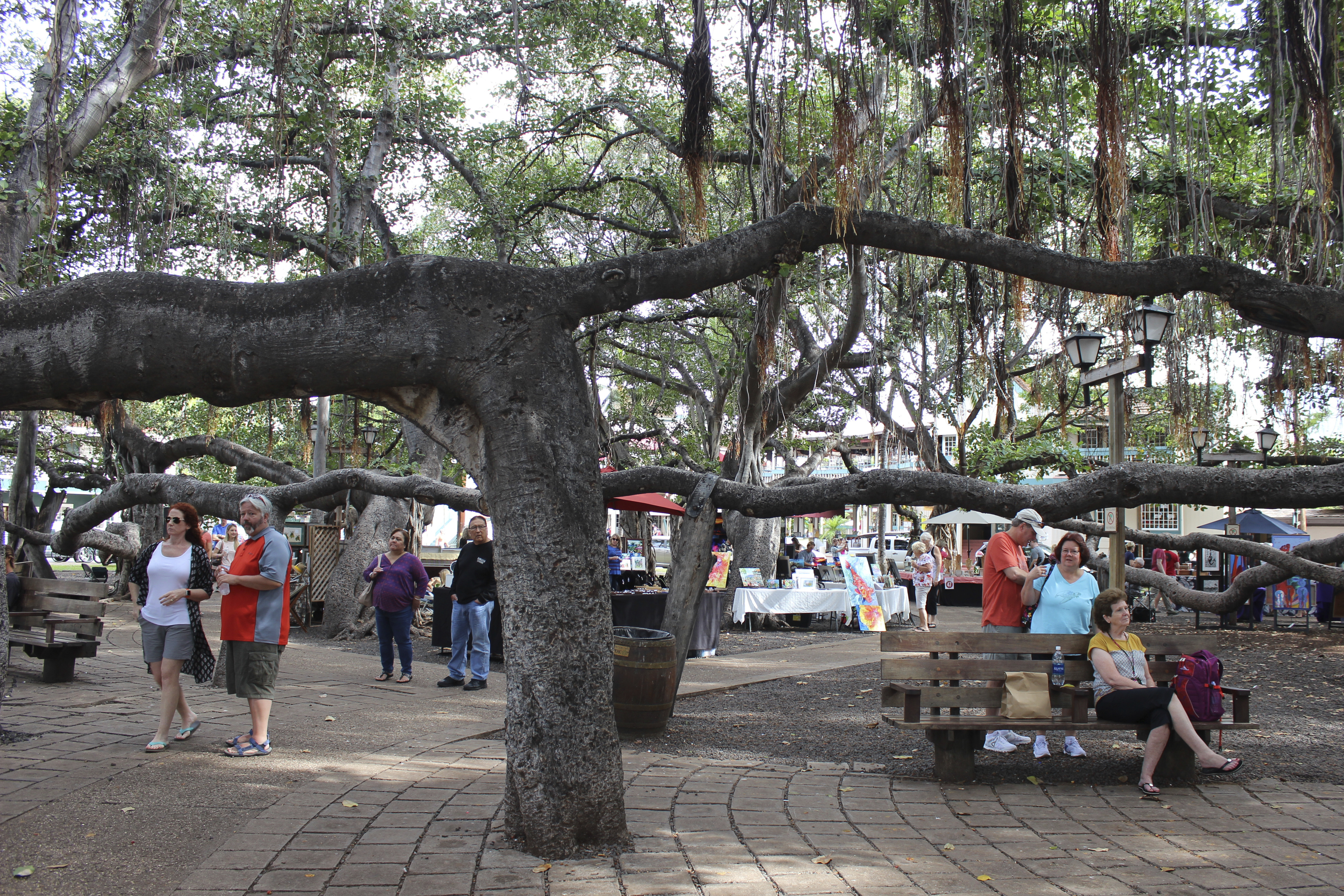 Burned banyan tree makes a comeback - pennlive.com