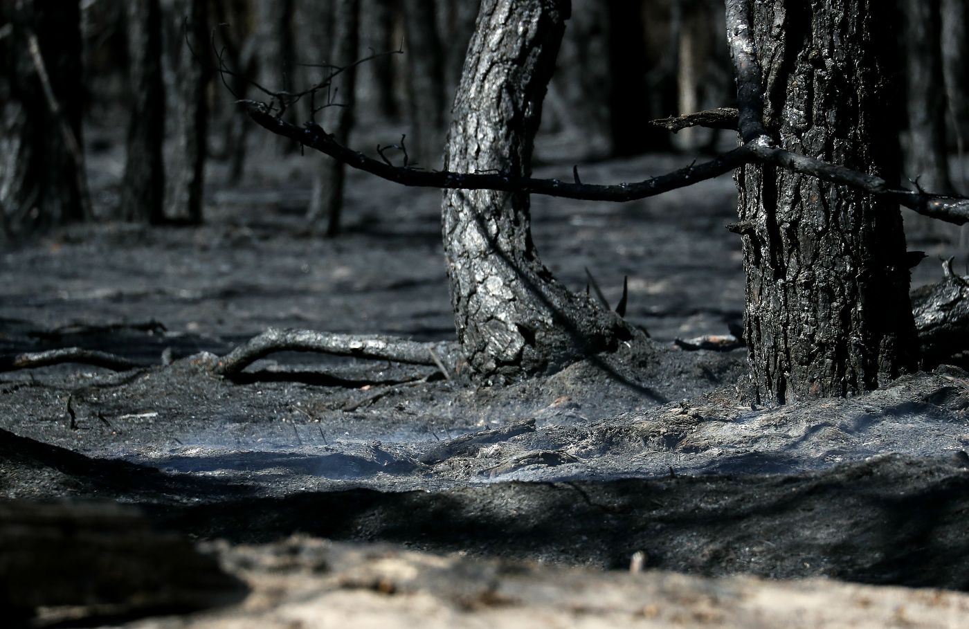 Damage from large brush fire in Brick and Lakewood, March 15, 2021 - nj.com