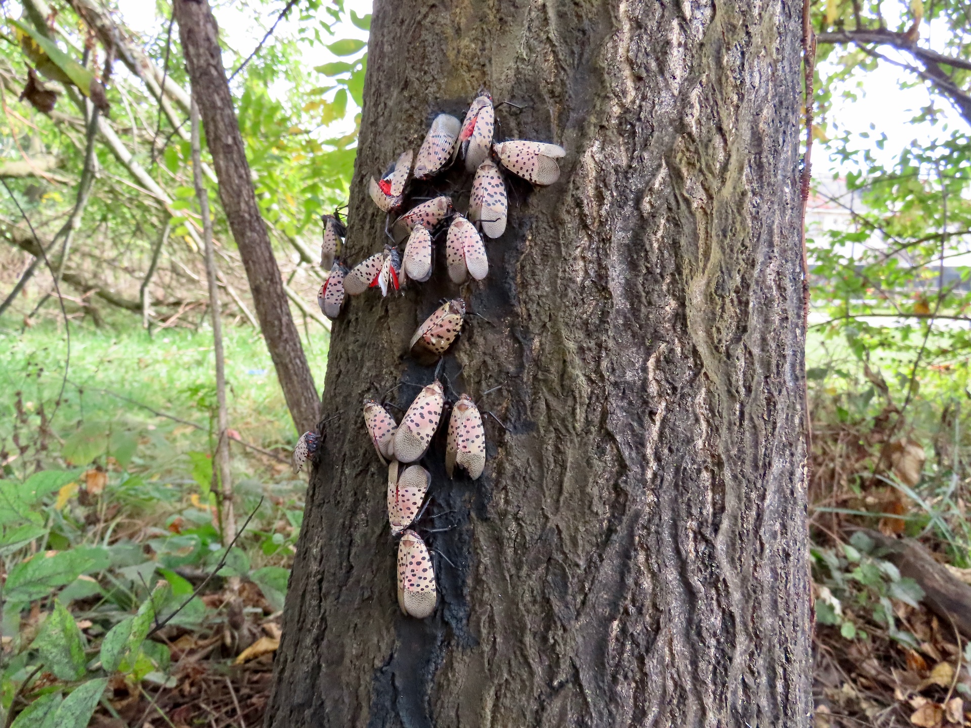 Spotted lanternflies invade Michigan from Ohio - mlive.com