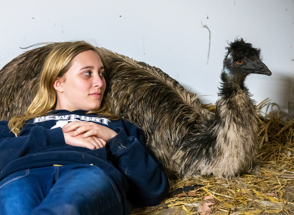 Escaped emu captured in Newport - pennlive.com