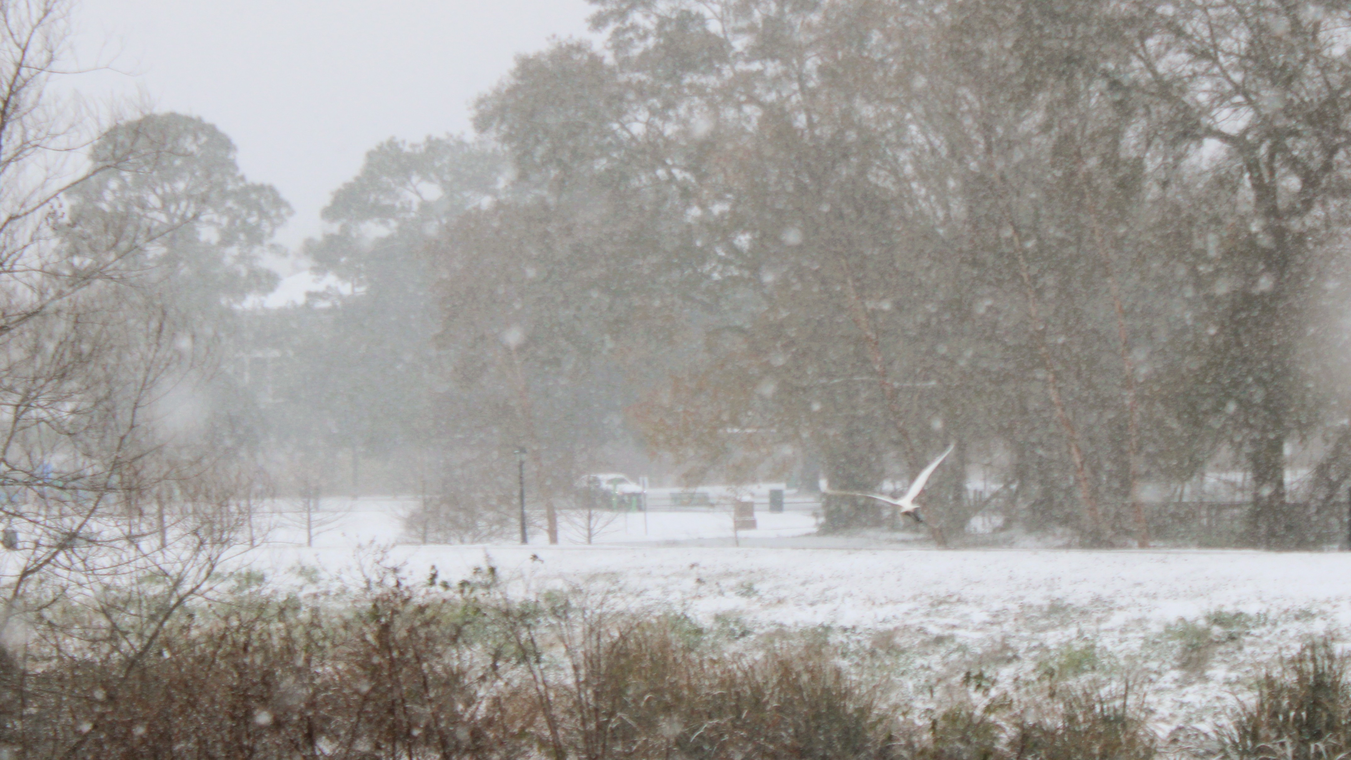 Rare south Alabama snow Jan. 21, 2025 - al.com