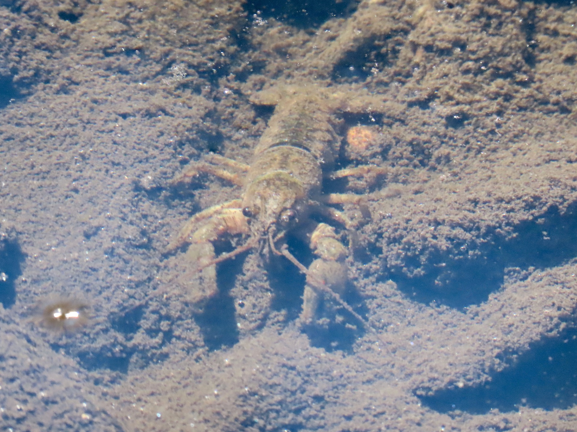 Kalamazoo River drawdown exposes sediment problem - mlive.com