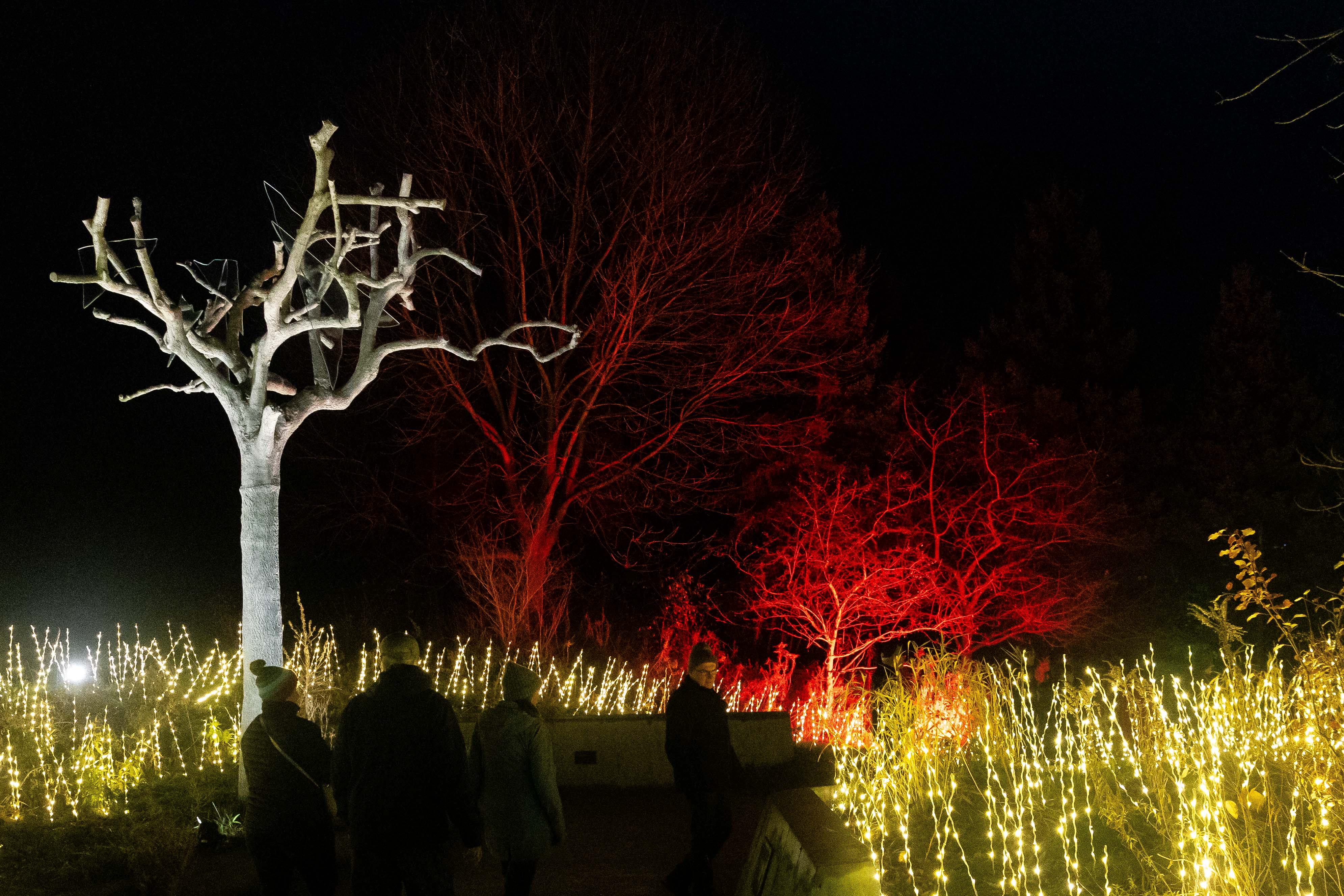 Interactive light display "ENLIGHTEN" introduced at Meijer Gardens ...