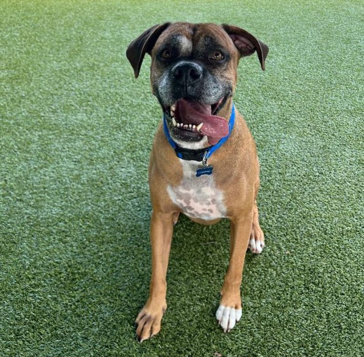 N.J. pets in need: Sept. 19, 2022 - nj.com