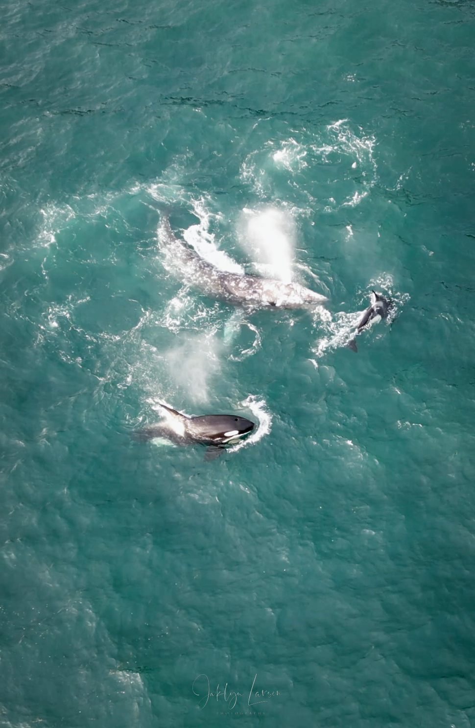 Pack of orcas hunt gray whales off Oregon's central coast - oregonlive.com
