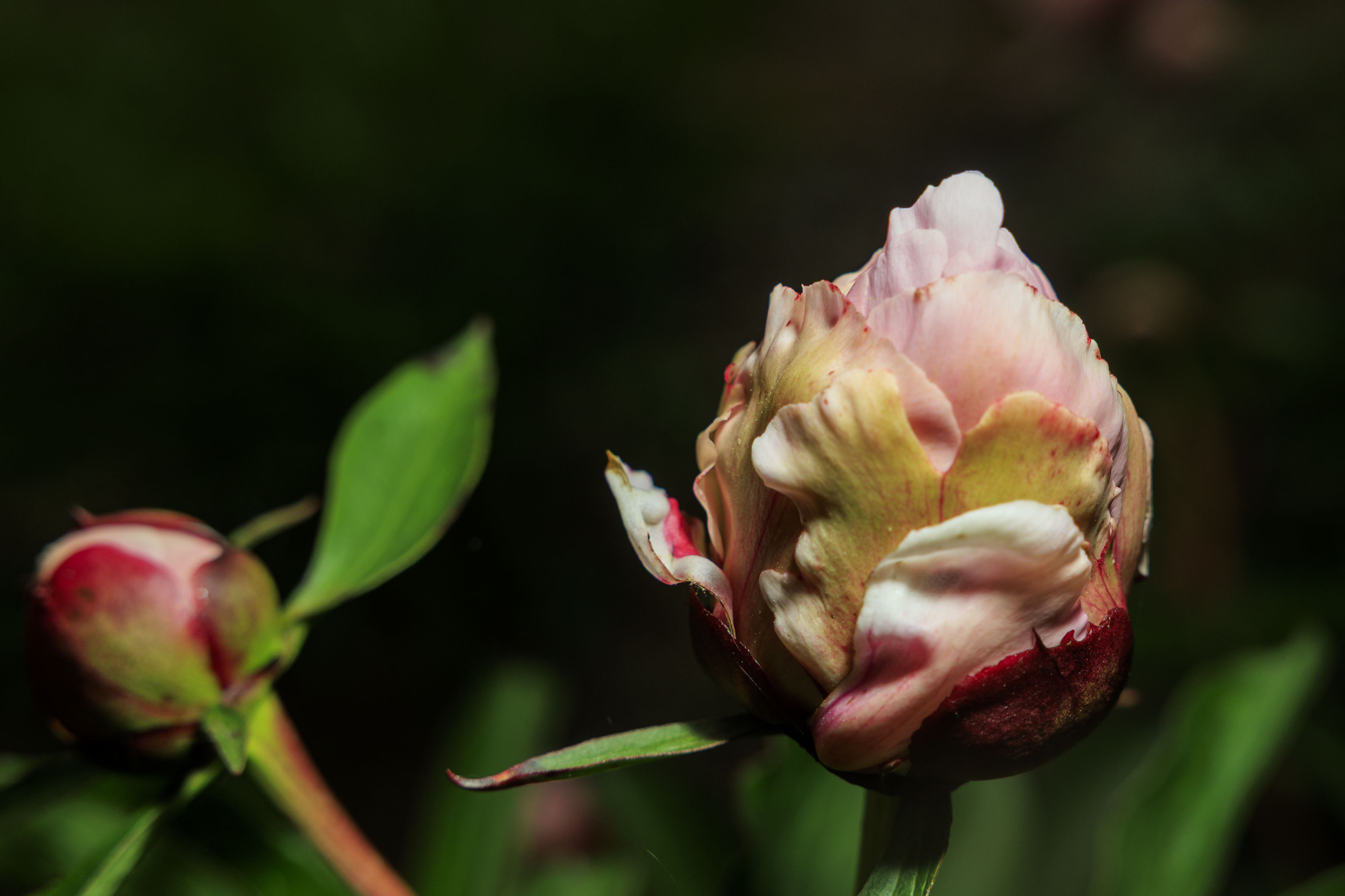 2025 Peony garden bloom at Nichols Arboretum - mlive.com