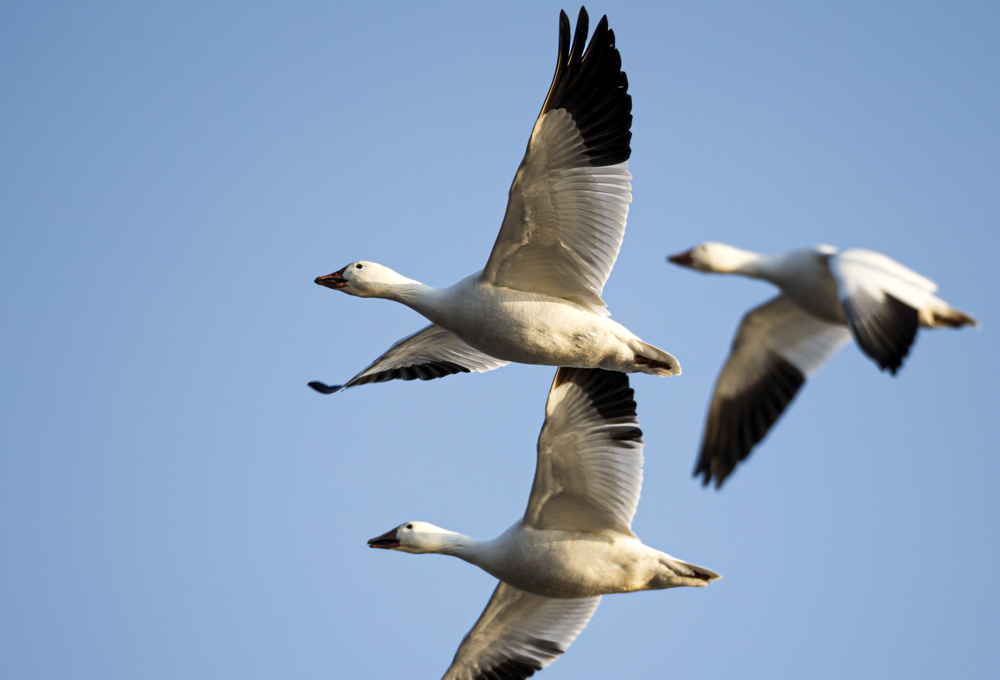 Snow Geese arrive at Middle Creek Wildlife Management Area - pennlive.com