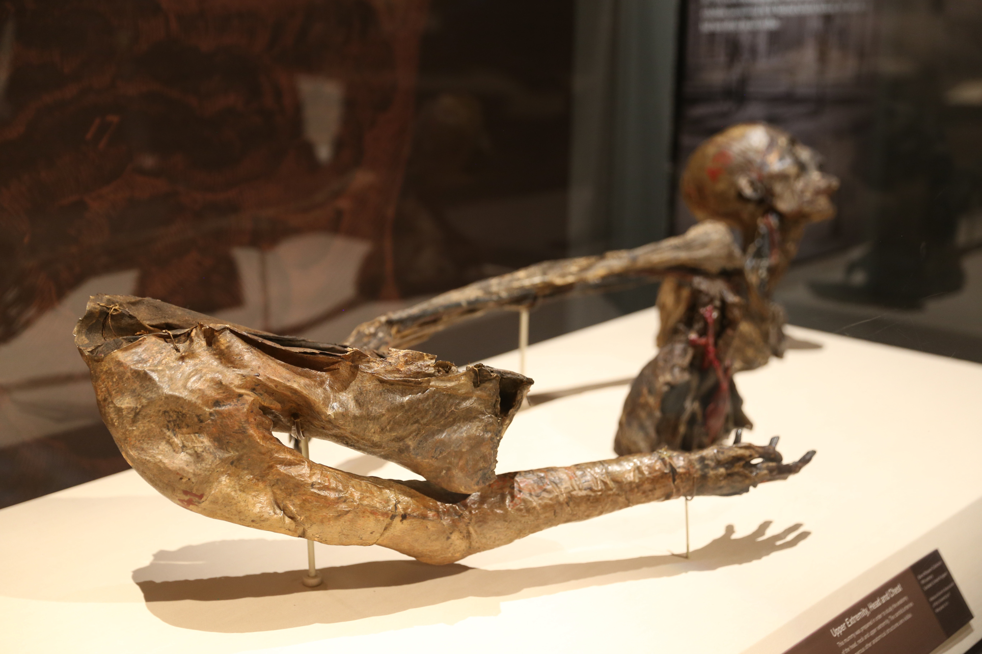 Mummies of the World on display at the Corner Gallery - cleveland.com