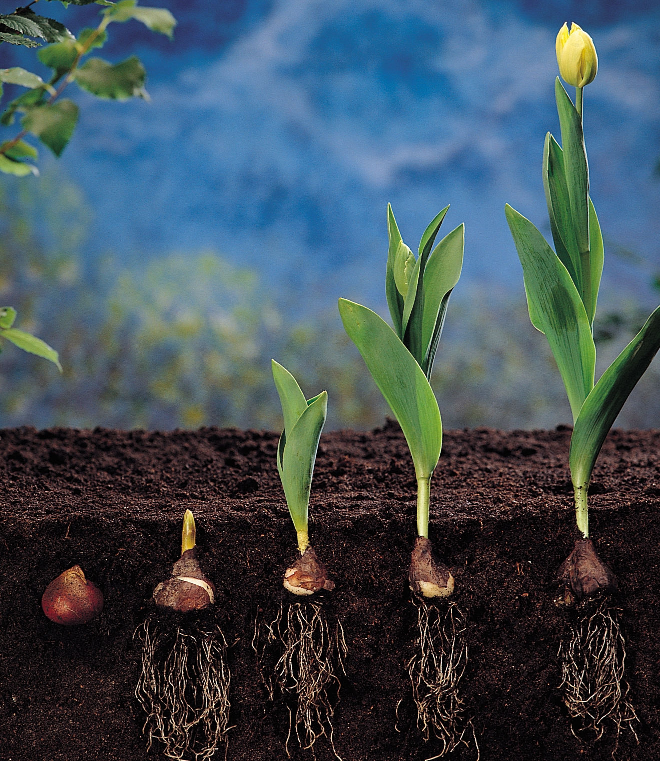 Tulip Bulb