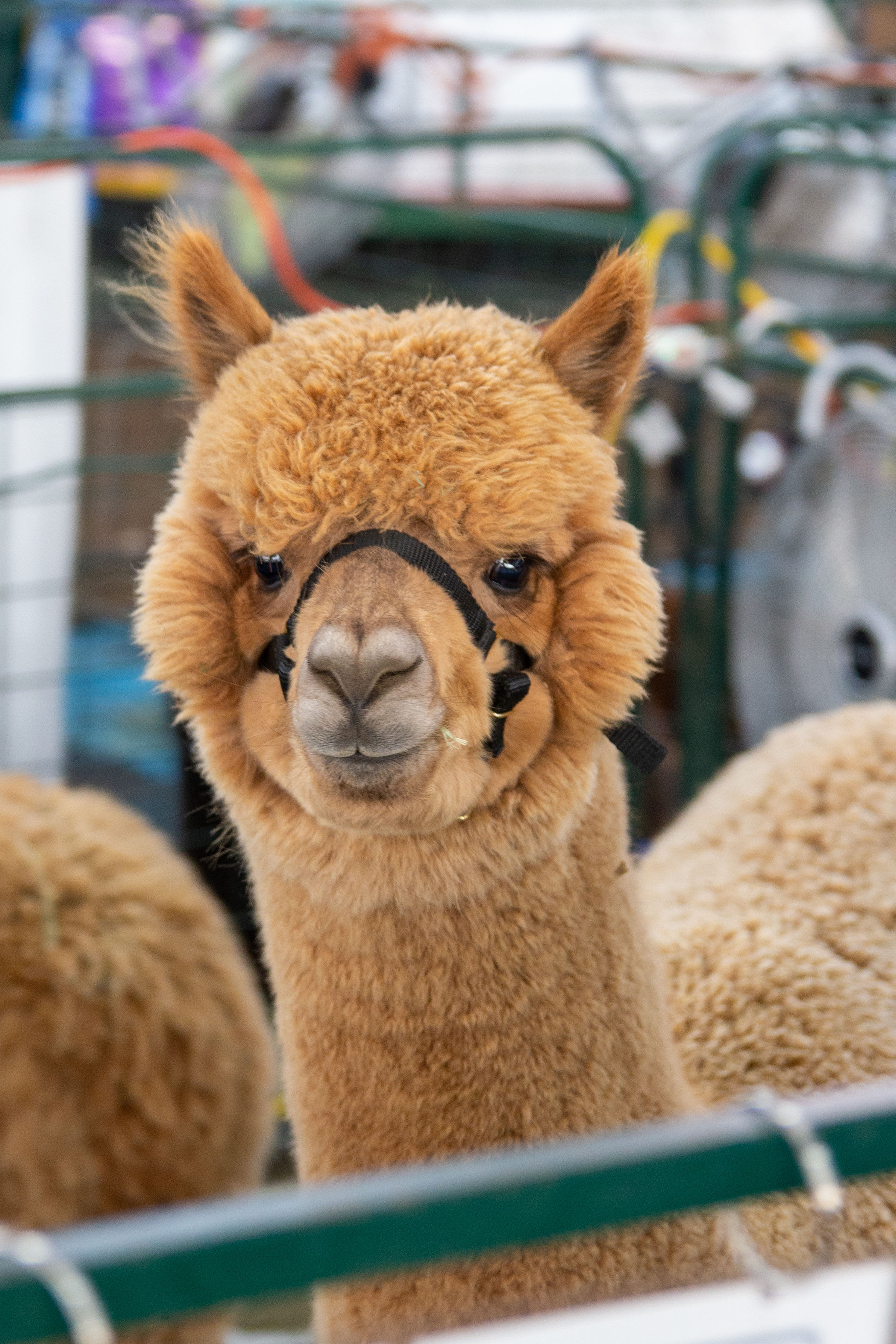 Cute Alpacas