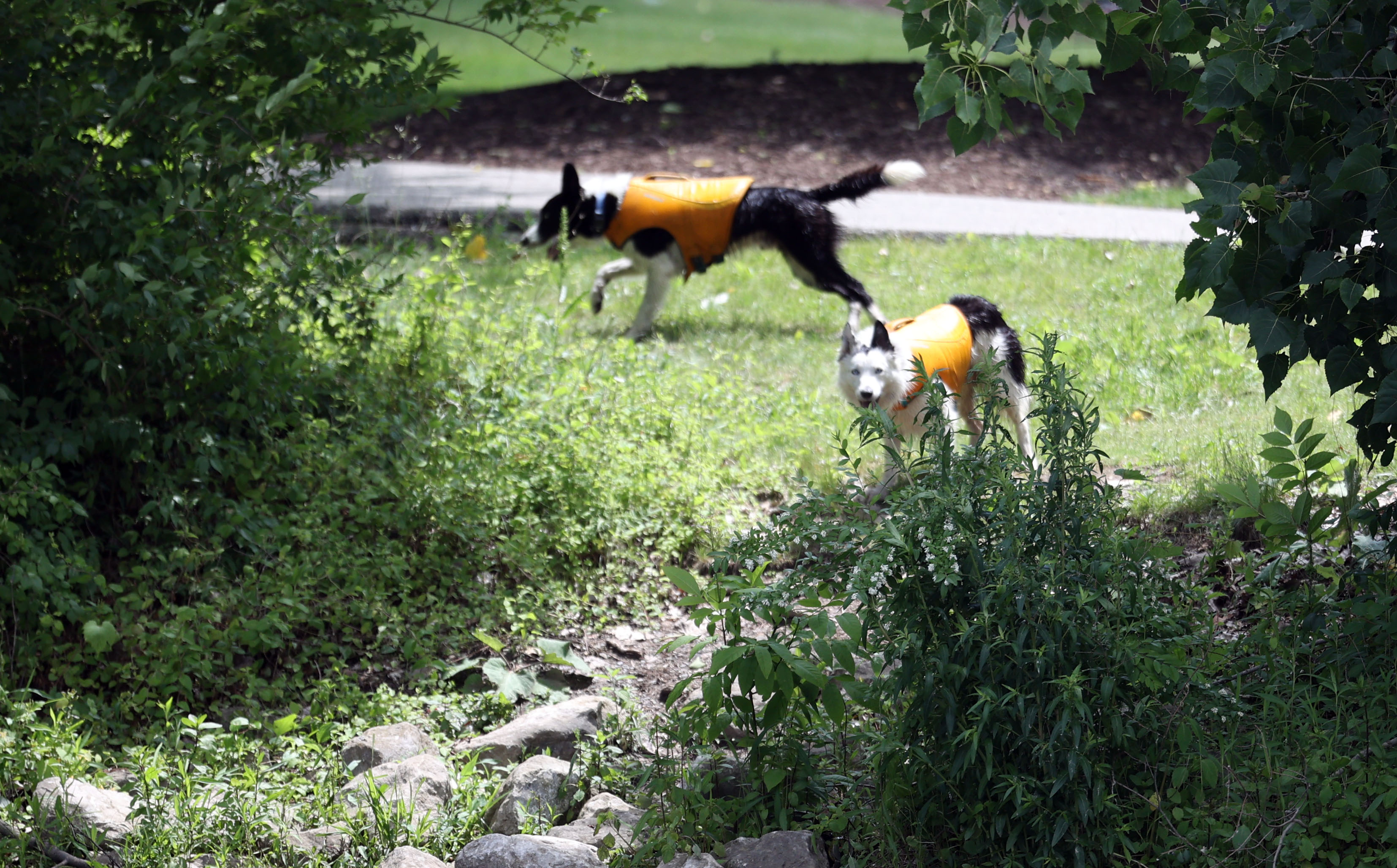 Geese Chasers clear out geese from area land，June 14，2023 - cleveland.com