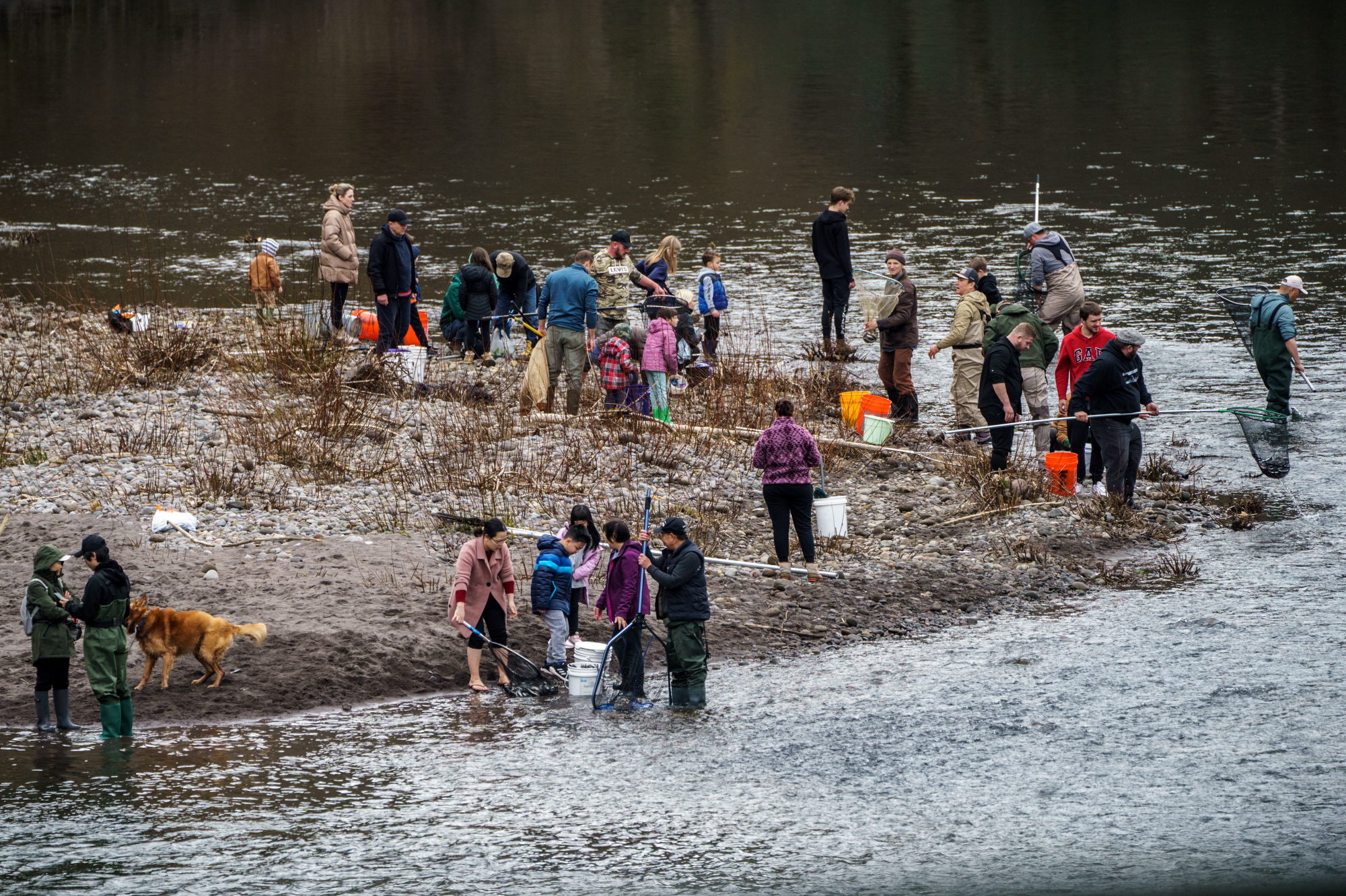 Smelt dipping returns to the lower Sandy River - oregonlive.com