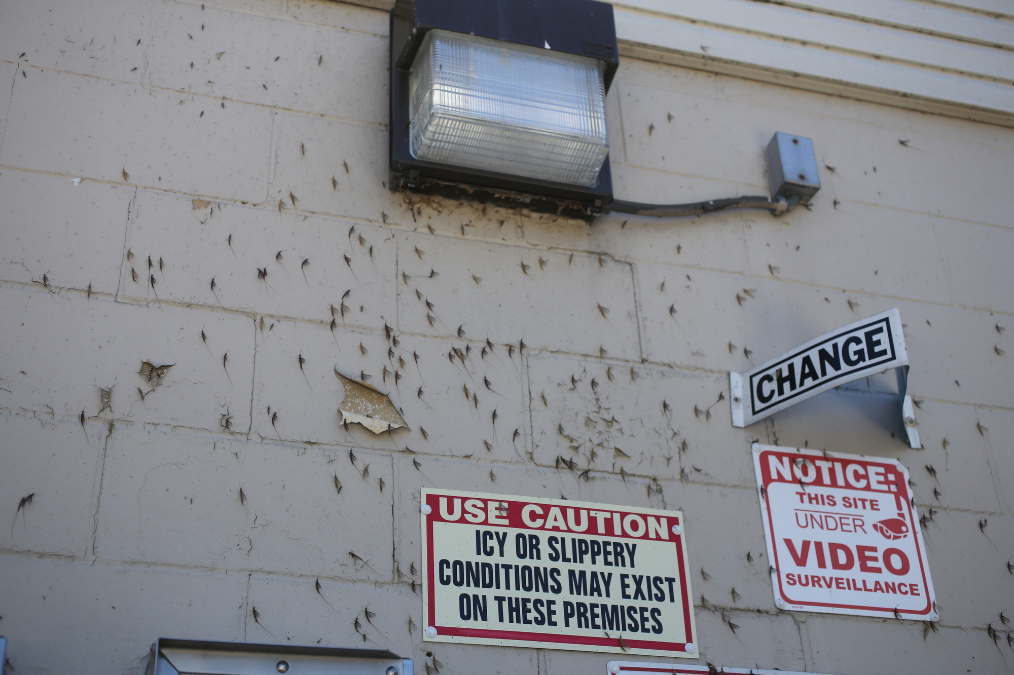 Mayflies make their annual return to cities and towns along Lake Erie ...