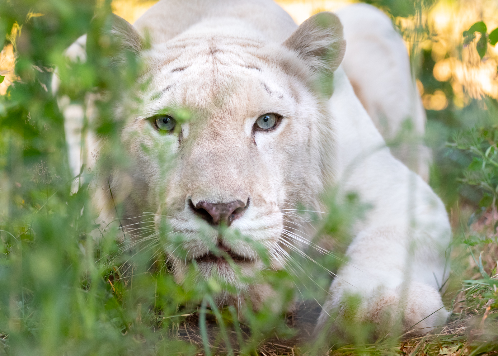 Tigers at WildCat Ridge - oregonlive.com