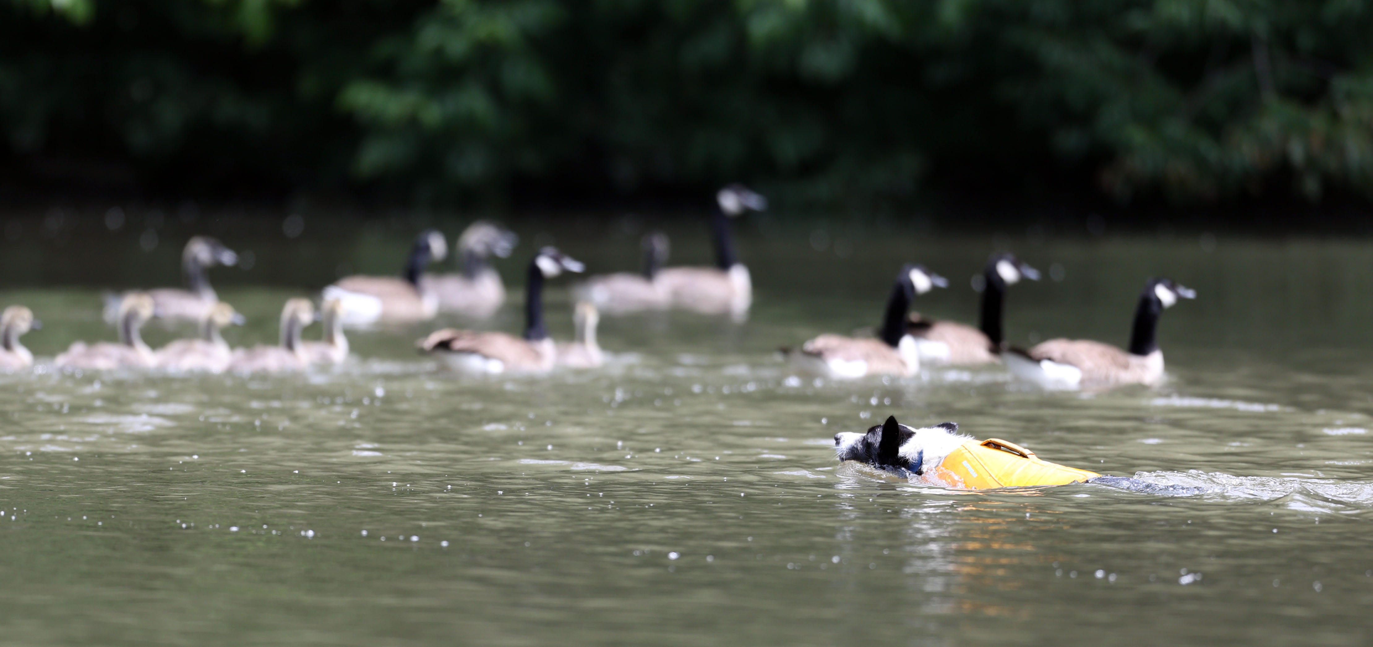 Geese Chasers clear out geese from area land，June 14，2023 - cleveland.com
