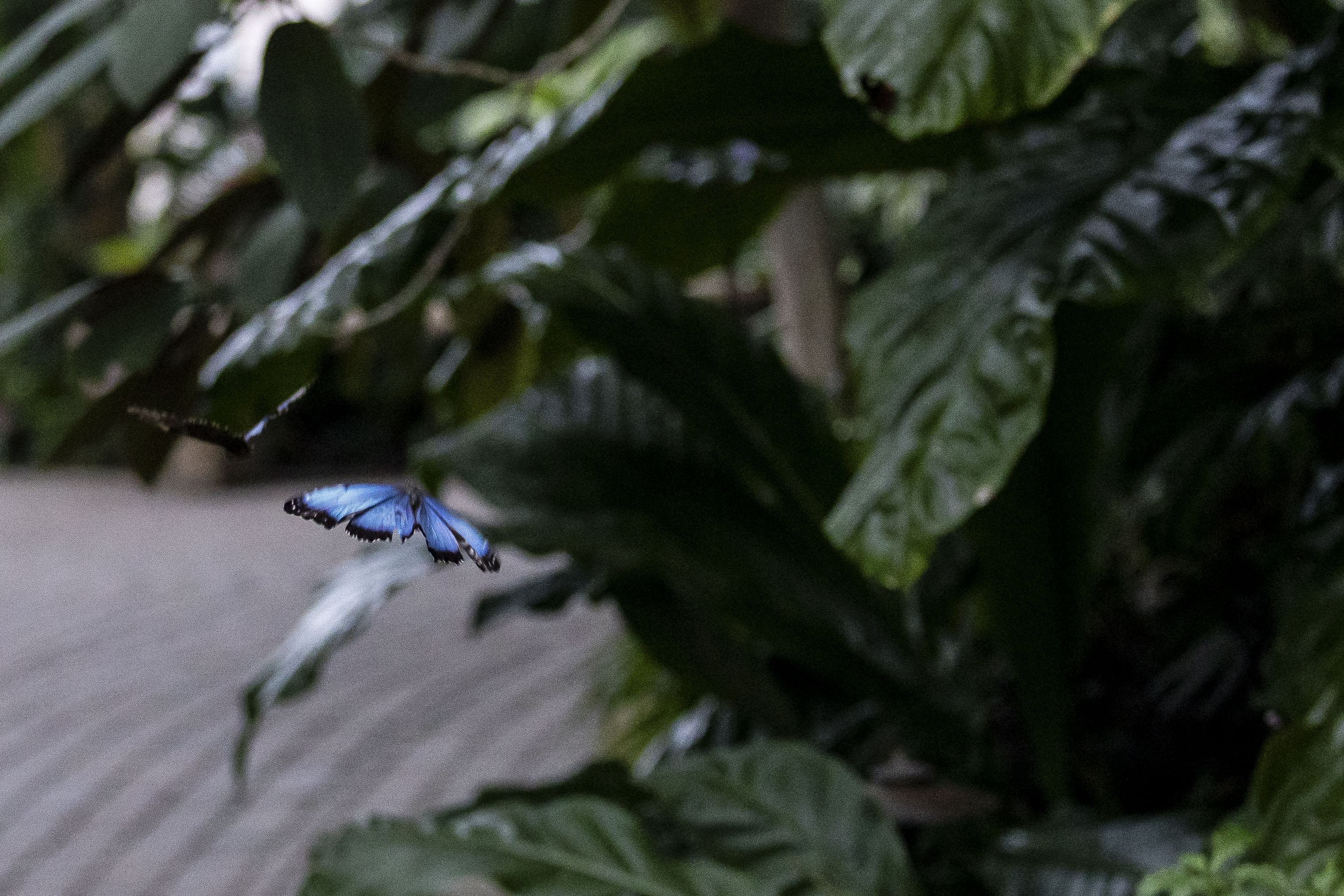 Thousands of tropical butterflies unveil elegance, beauty at Meijer Gardens - mlive.com