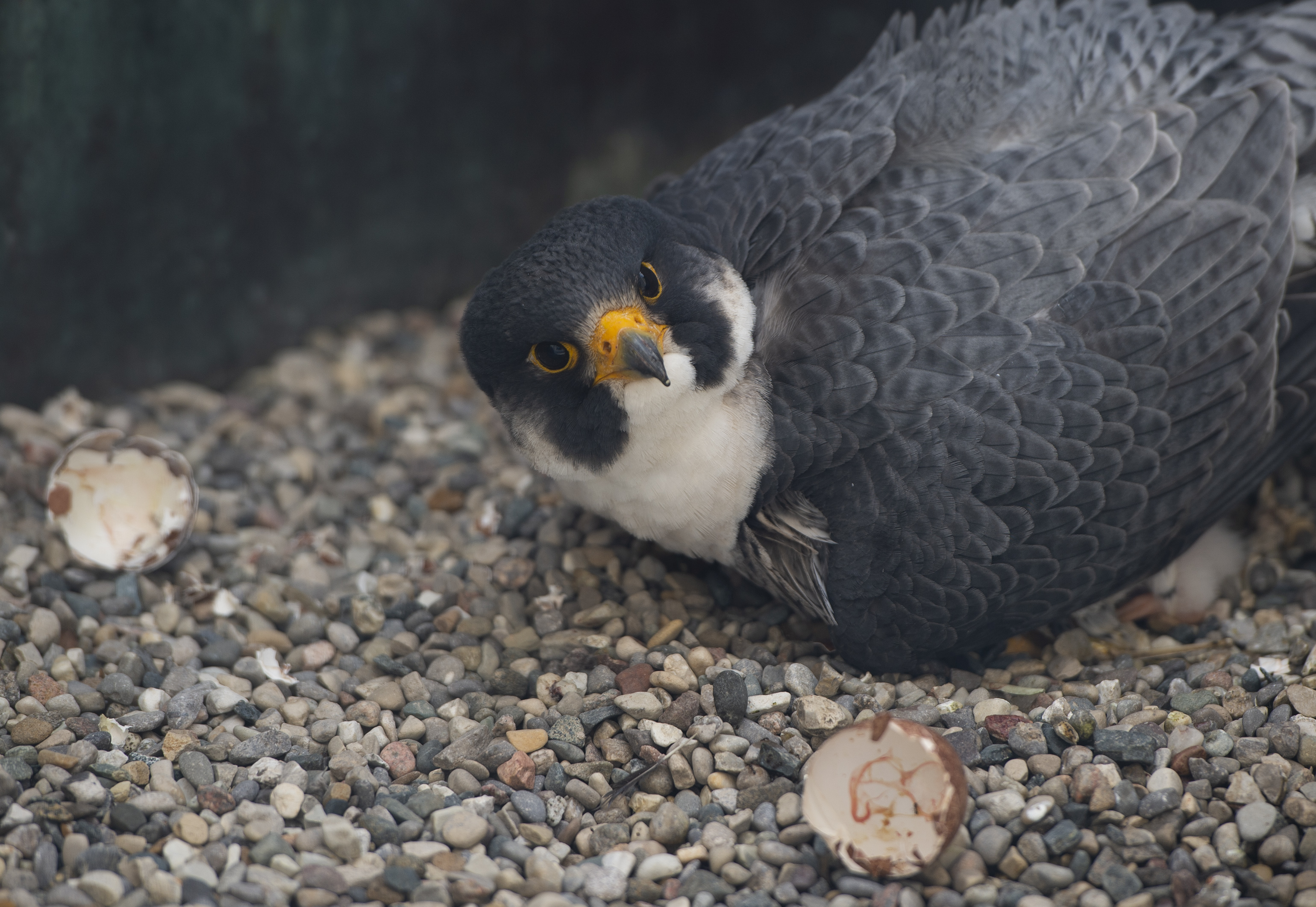 Peregrine falcon eggs hatch at Jackson County Tower Building. - mlive.com