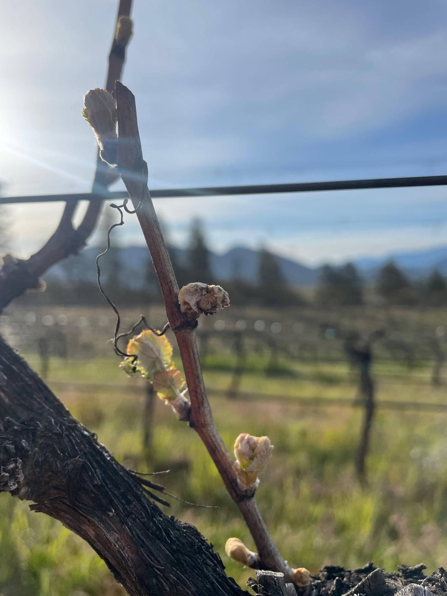 Frost damages Oregon's wine crop - oregonlive.com