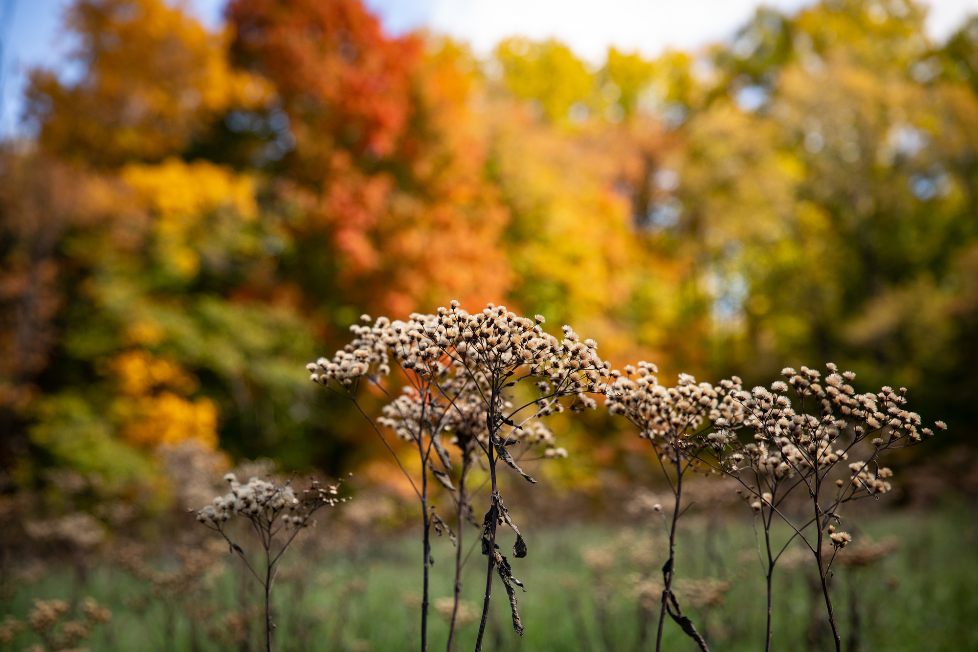 Fall colors in Northeast Ohio in 2020 - cleveland.com