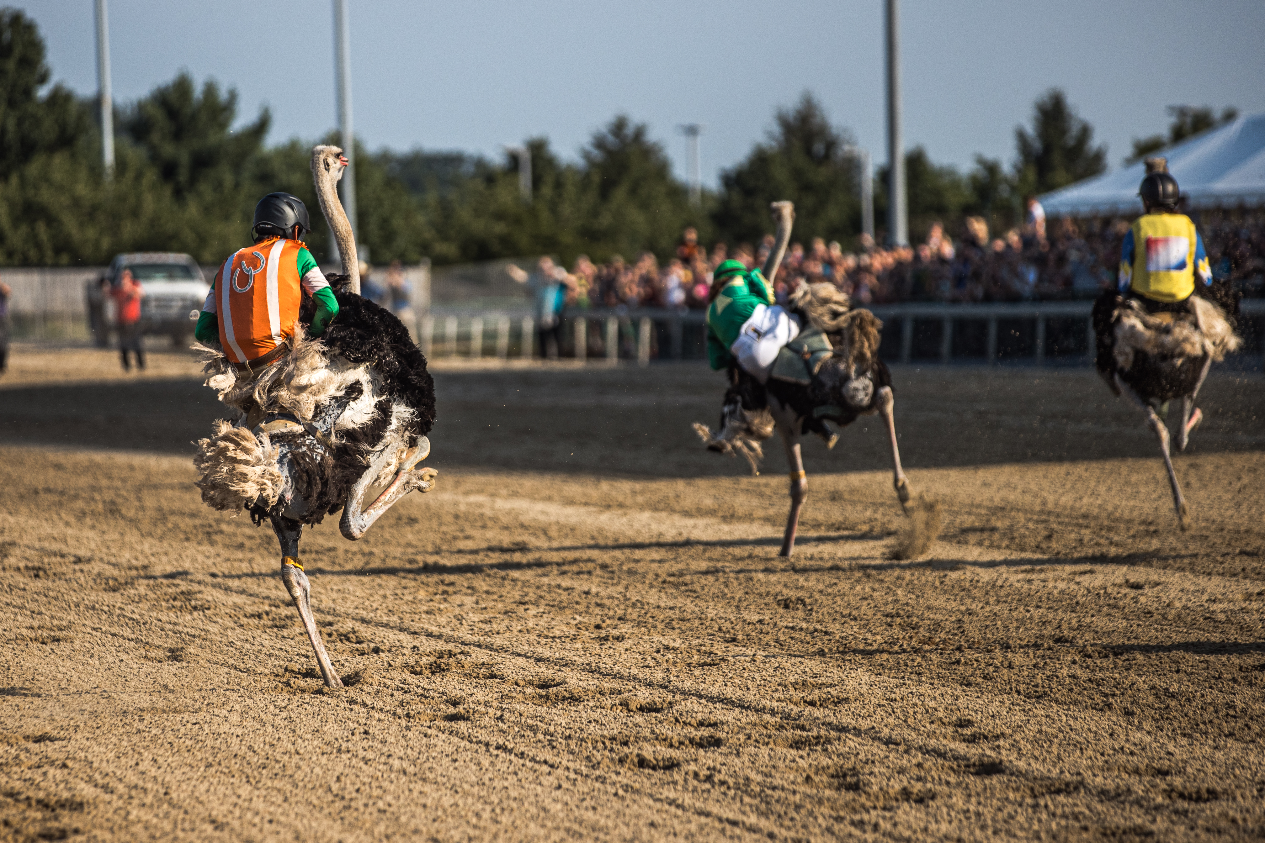 Ostriches, camels and zebras race at Penn National Race Course ...