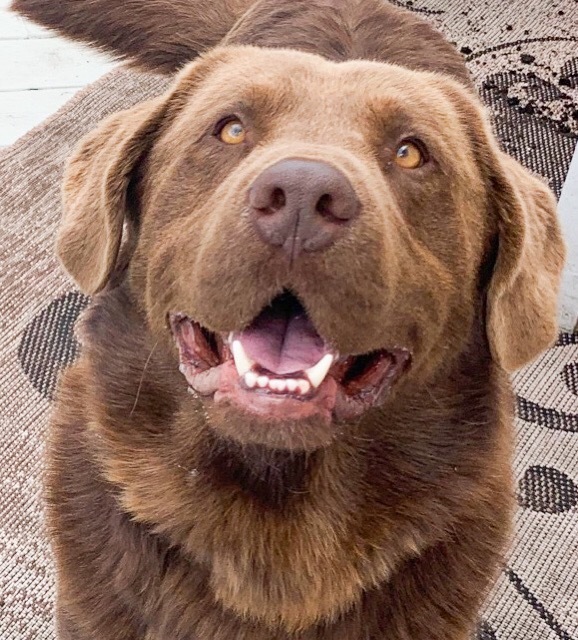 These 17 furry faces are sure to make you smile: June 20-21 - silive.com