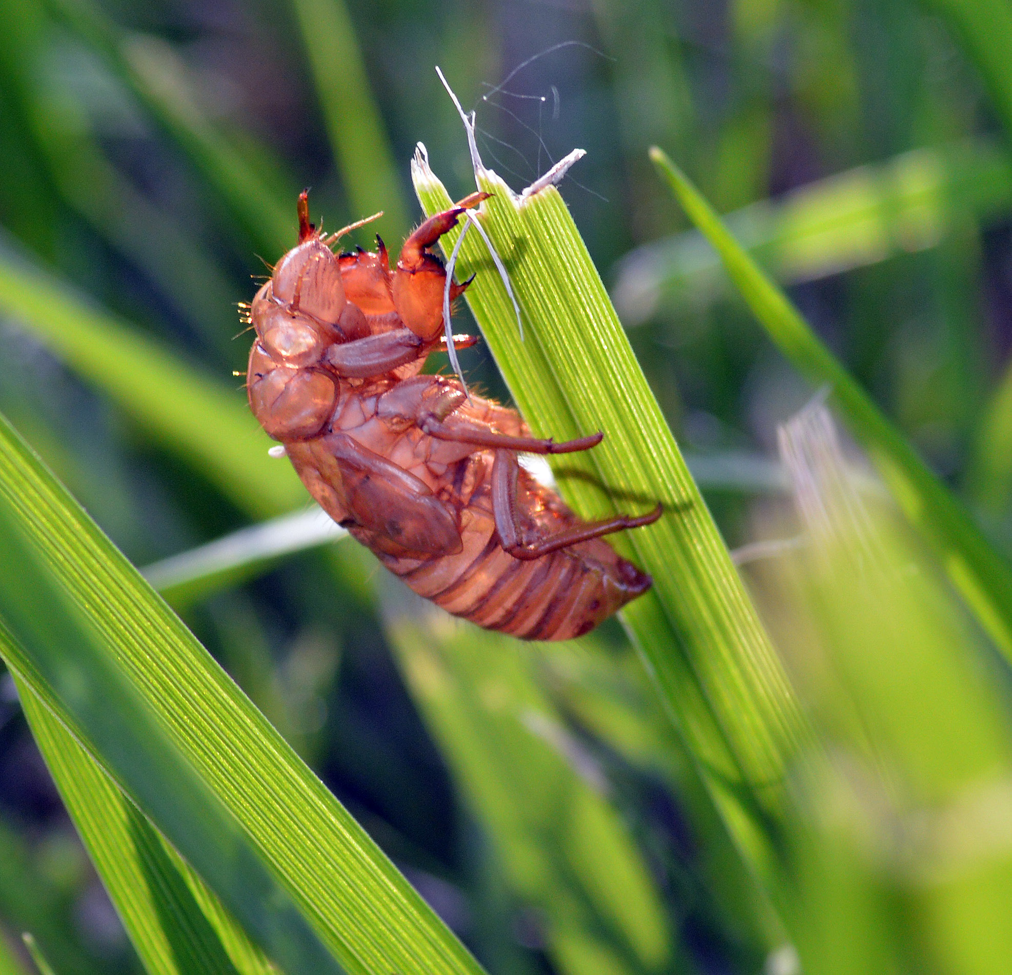 Cicadas: Brood X emergence in 2021 - pennlive.com