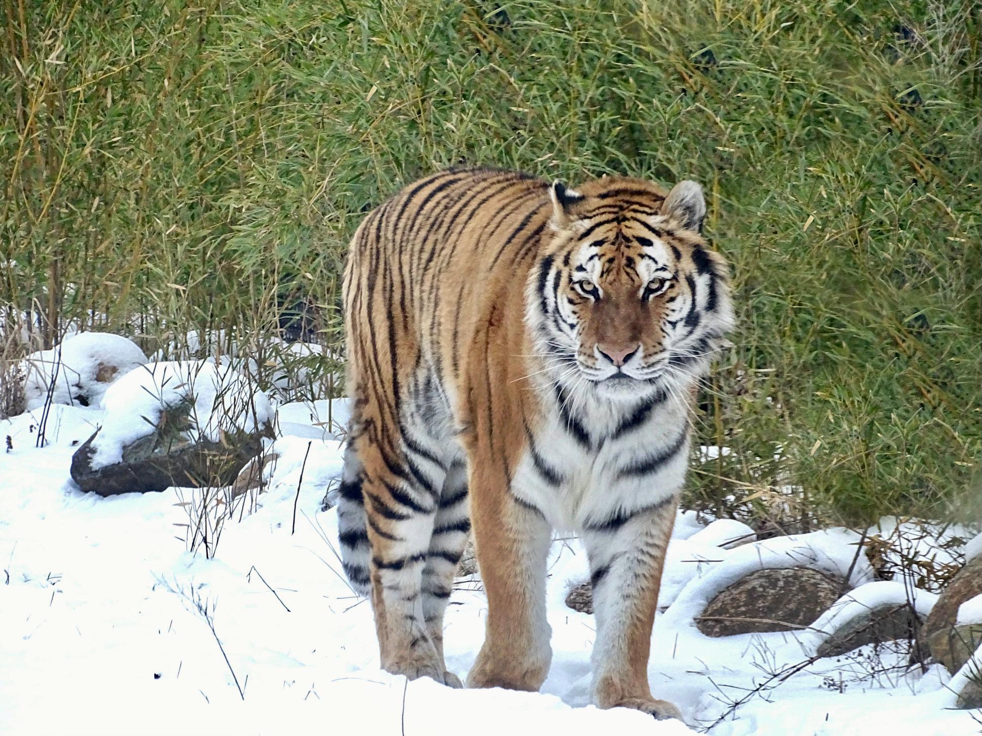 The Detroit Zoo's newest tiger, Ameliya - mlive.com