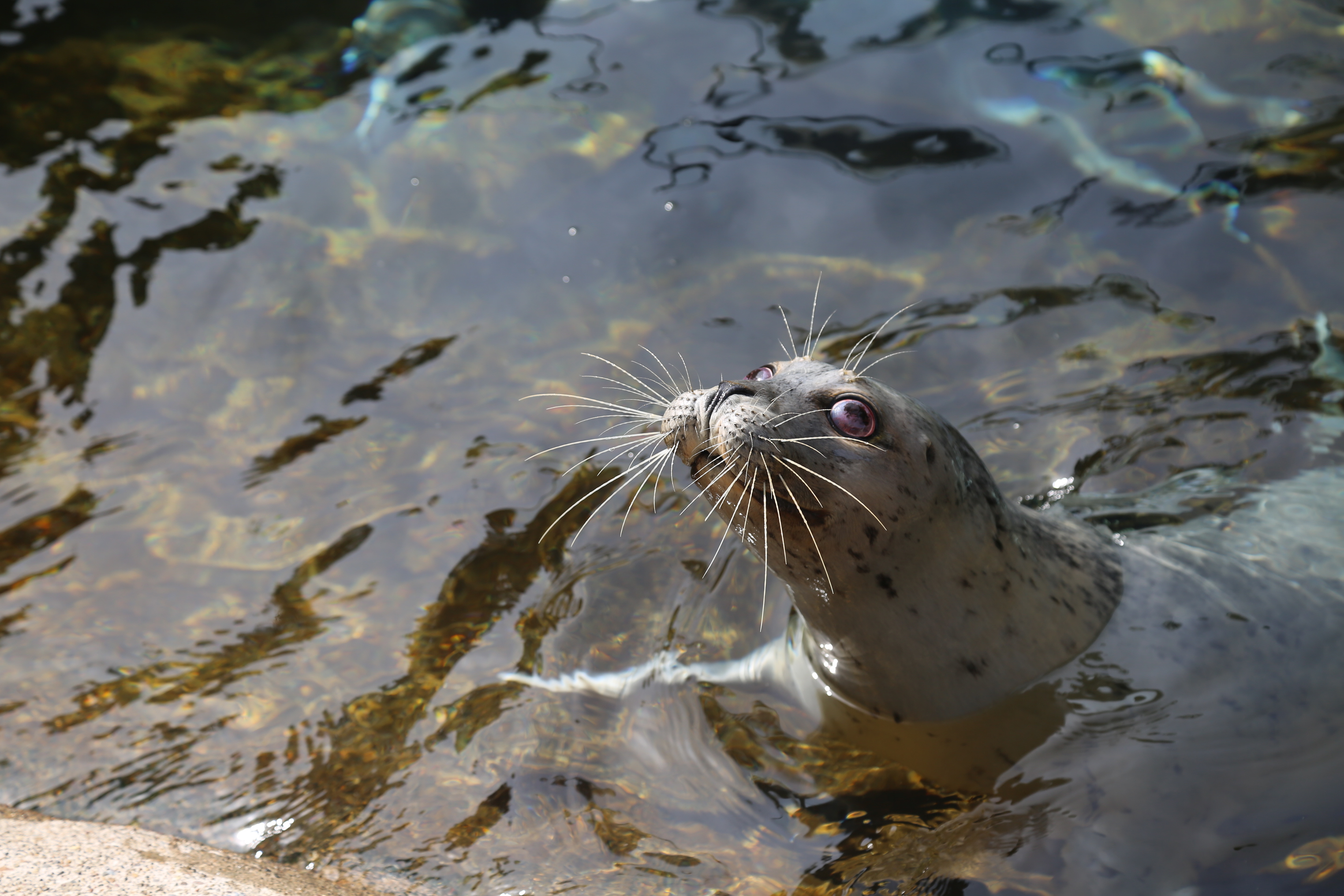 Skinny, world's oldest harbor seal, turns 50 in Oregon - oregonlive.com