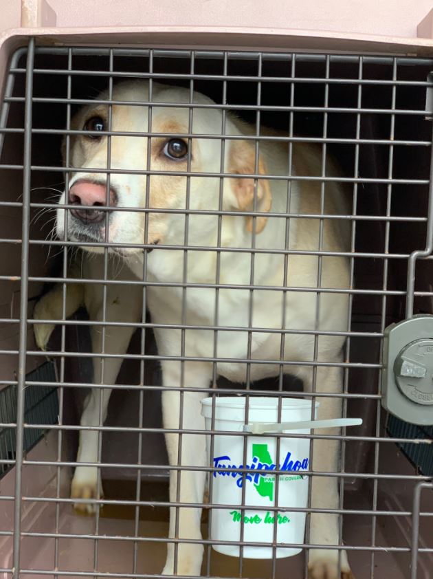 MSPCA-Angell evacuates 75 animals from Hurricane Ida in Louisiana ...