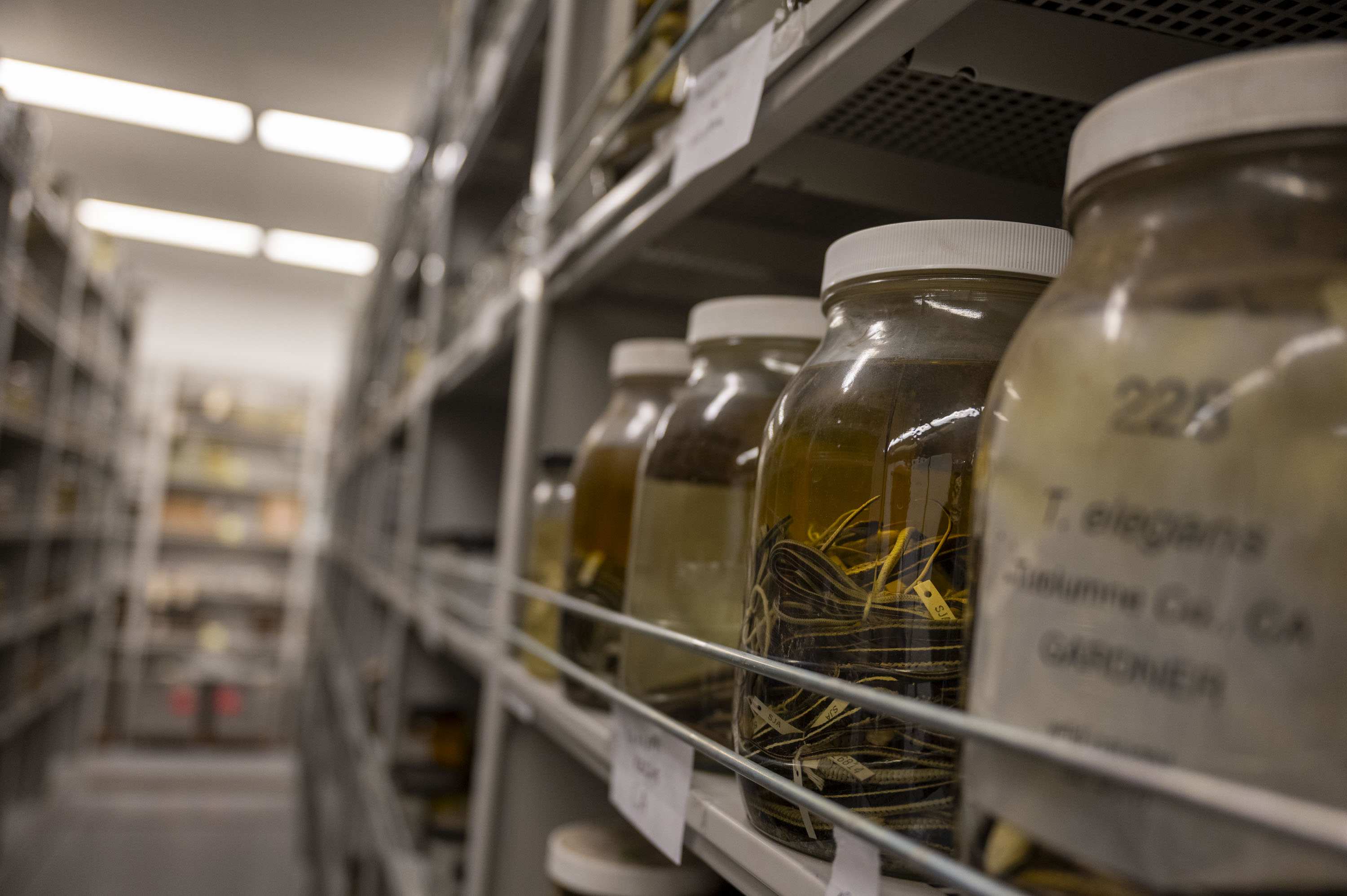 University of Michigan's snake collection - mlive.com