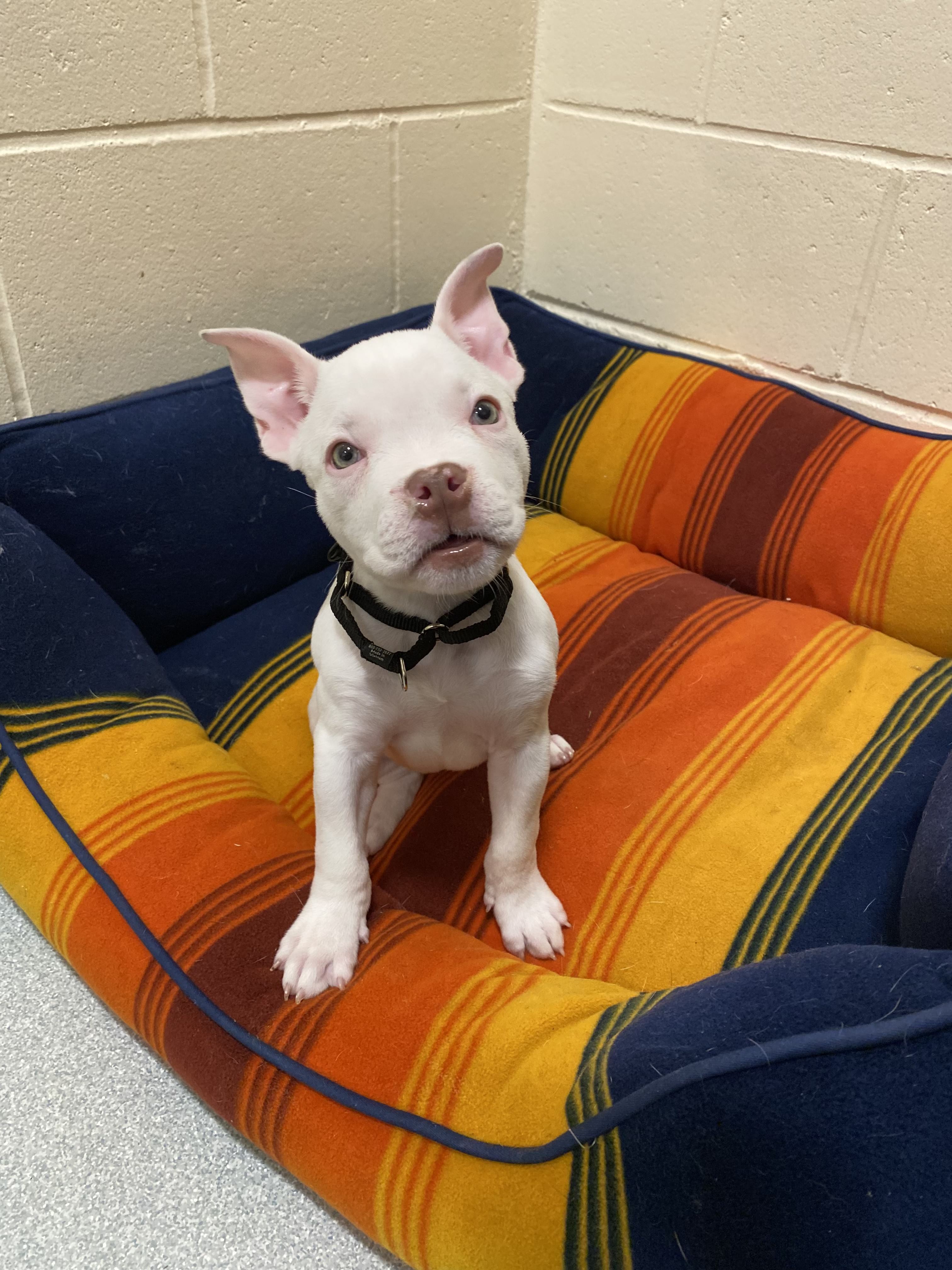 Cleft Palate Dog