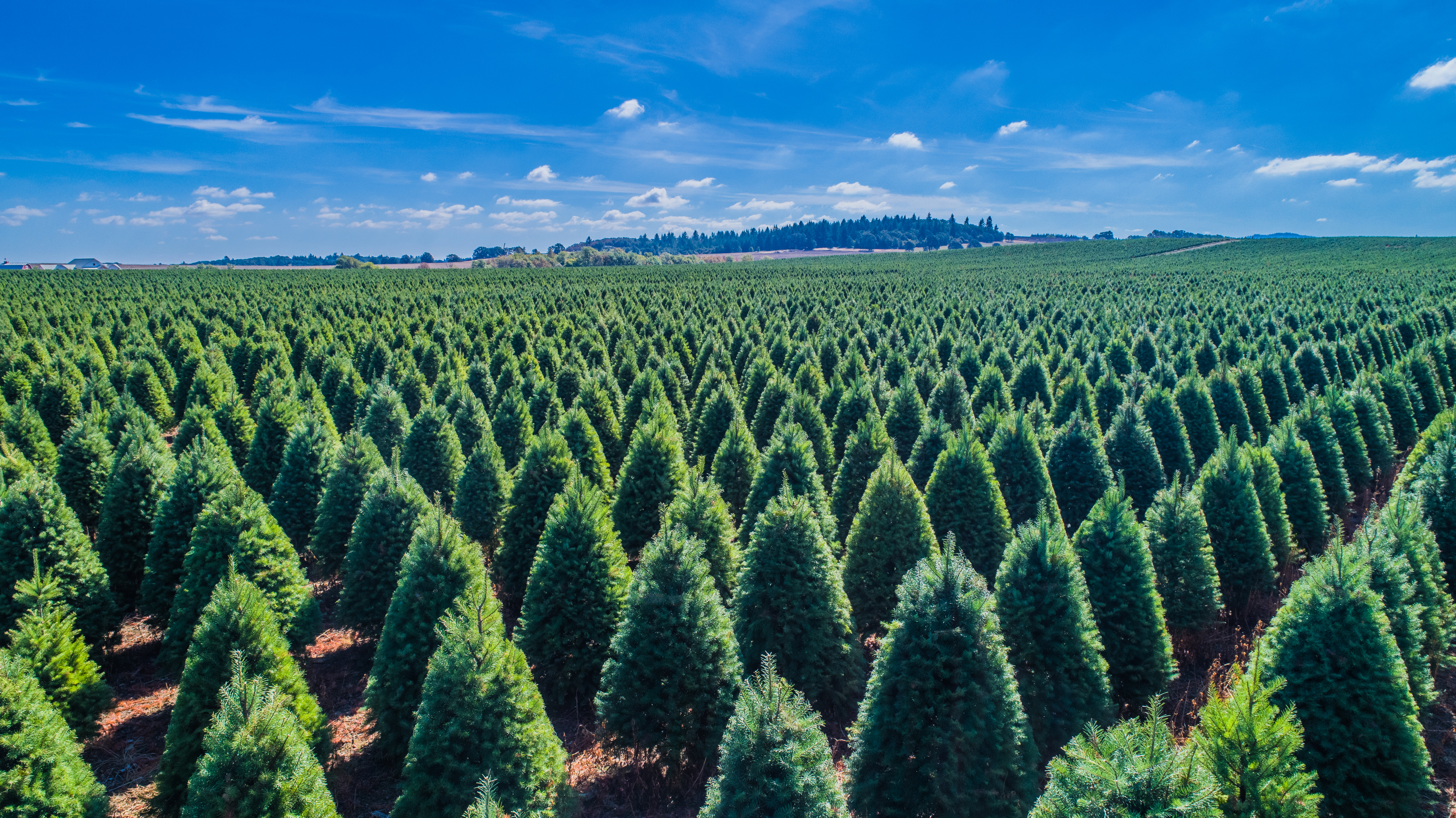 Xmas tree farm store