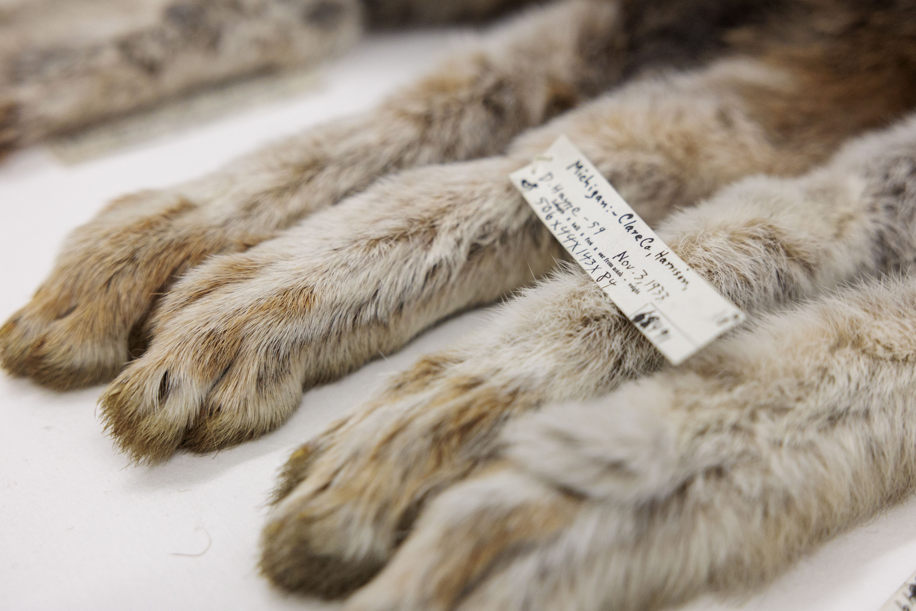 University of Michigan’s Zoology Museum and Herbarium at Research ...