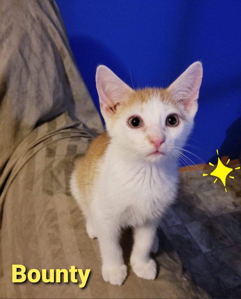 We have 25 furry friends that could make your day brighter: July 11-12 ...