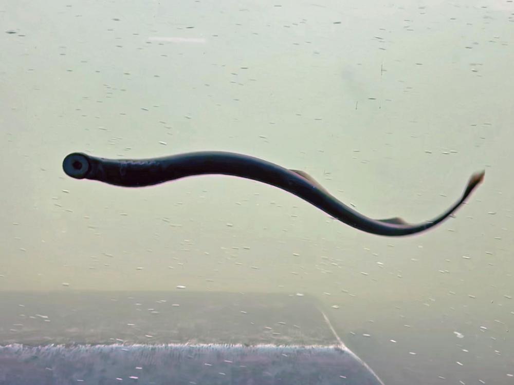 Invasive sea lamprey in the Great Lakes - mlive.com